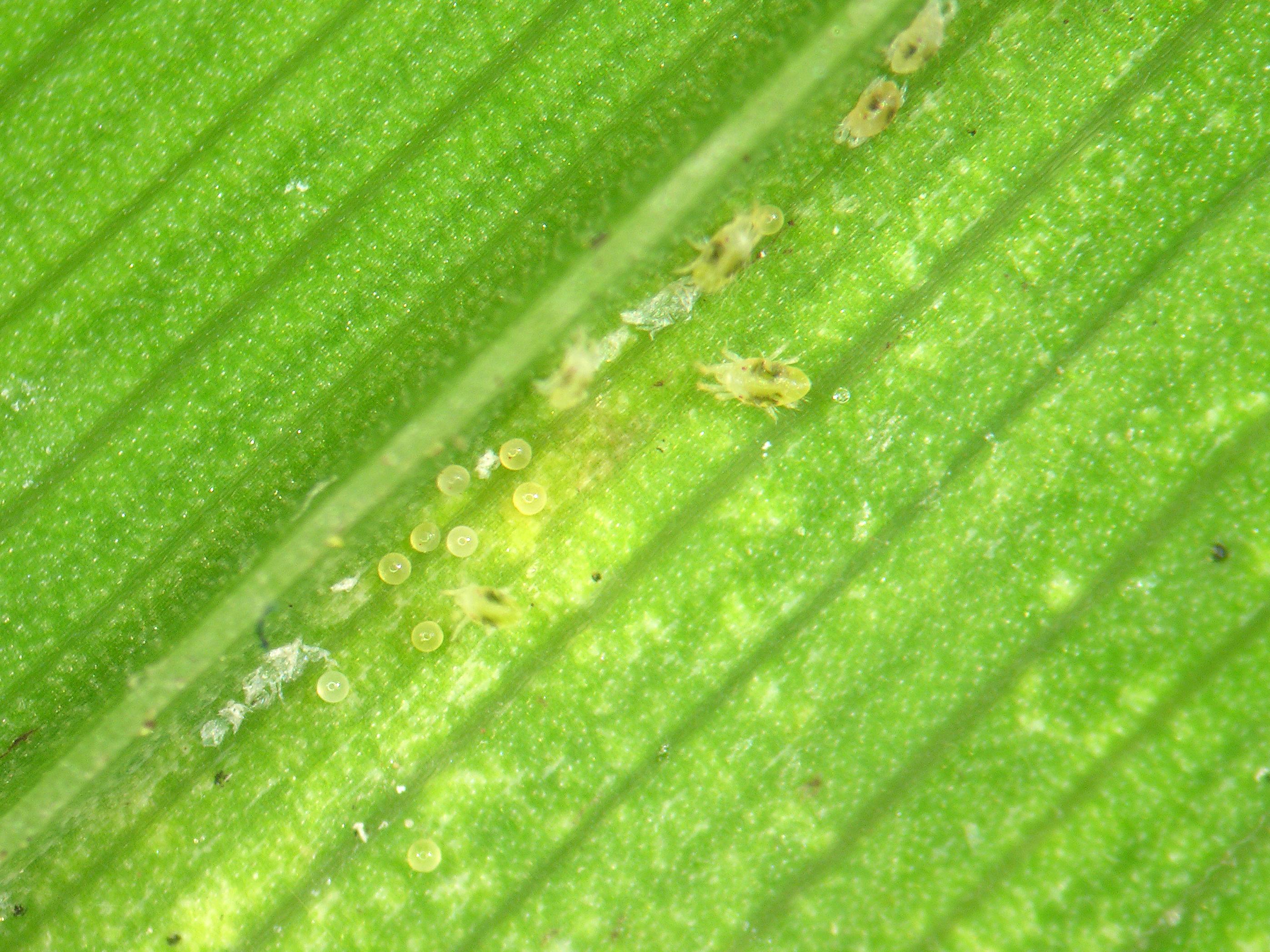 IRIIS phytoprotection - Fiche technique, Tétranyque à deux points