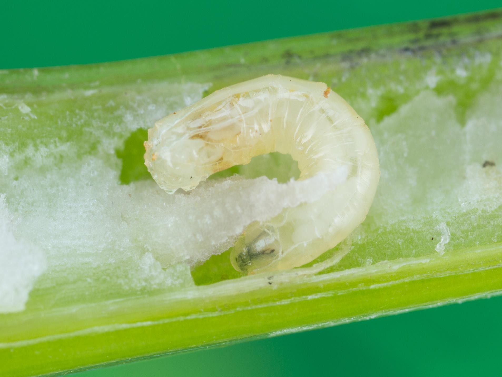 IRIIS phytoprotection - Fiche technique, Mouche du framboisier