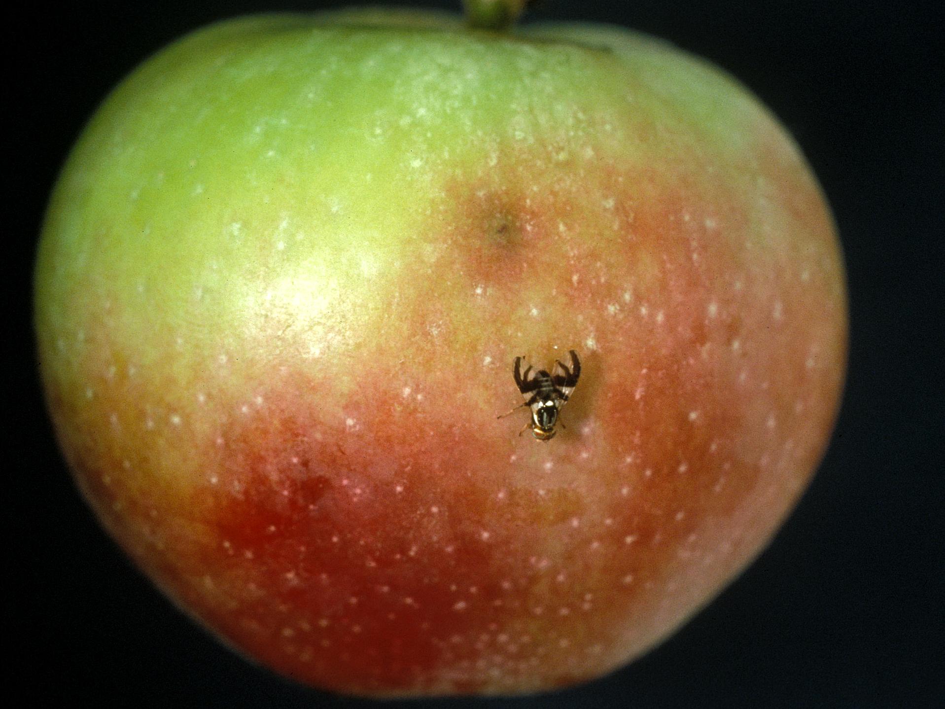 IRIIS phytoprotection - Fiche technique, Mouche de la pomme