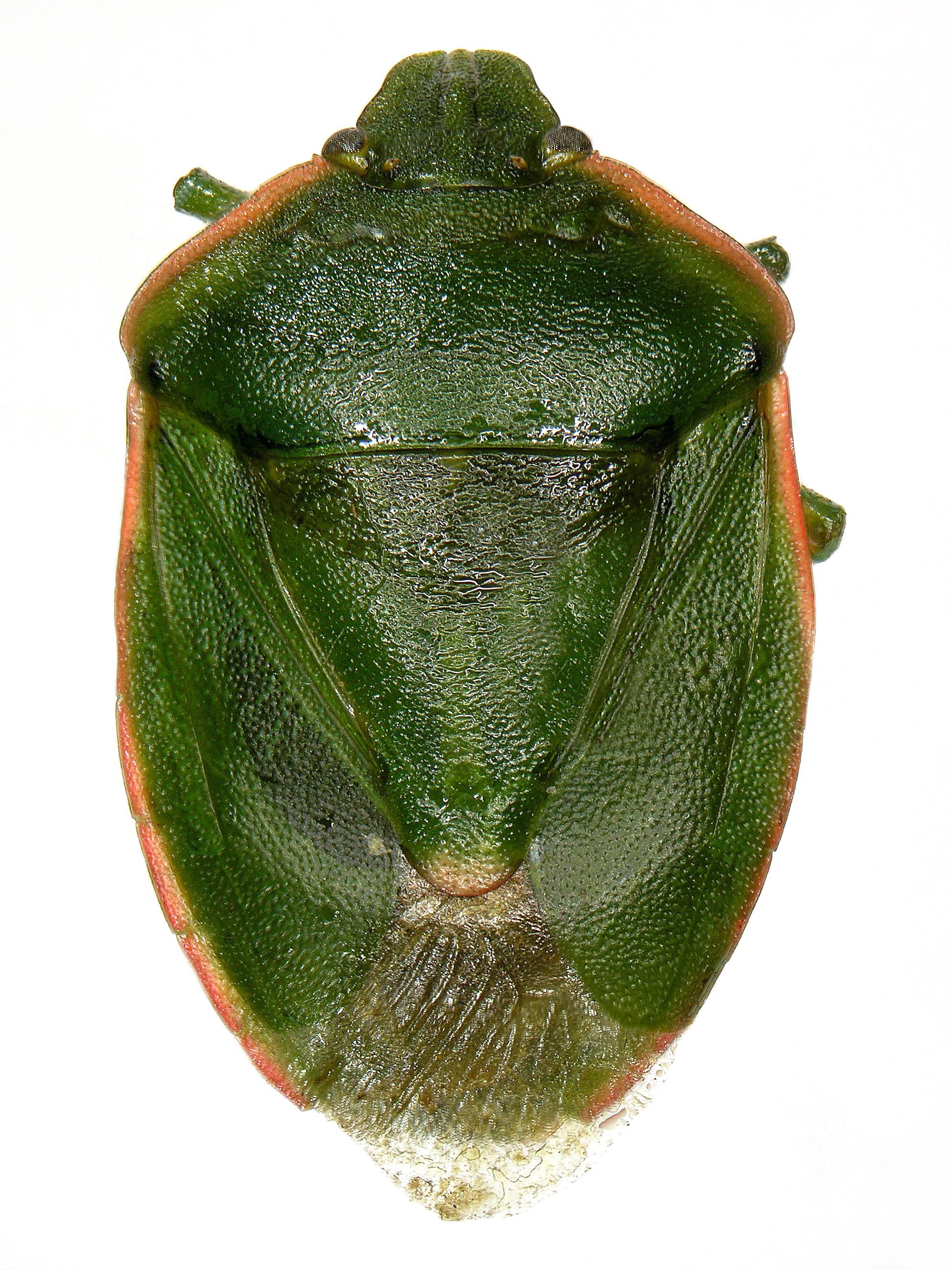 IRIIS phytoprotection - Fiche technique, Chlorochroa persimilis - Horvatch