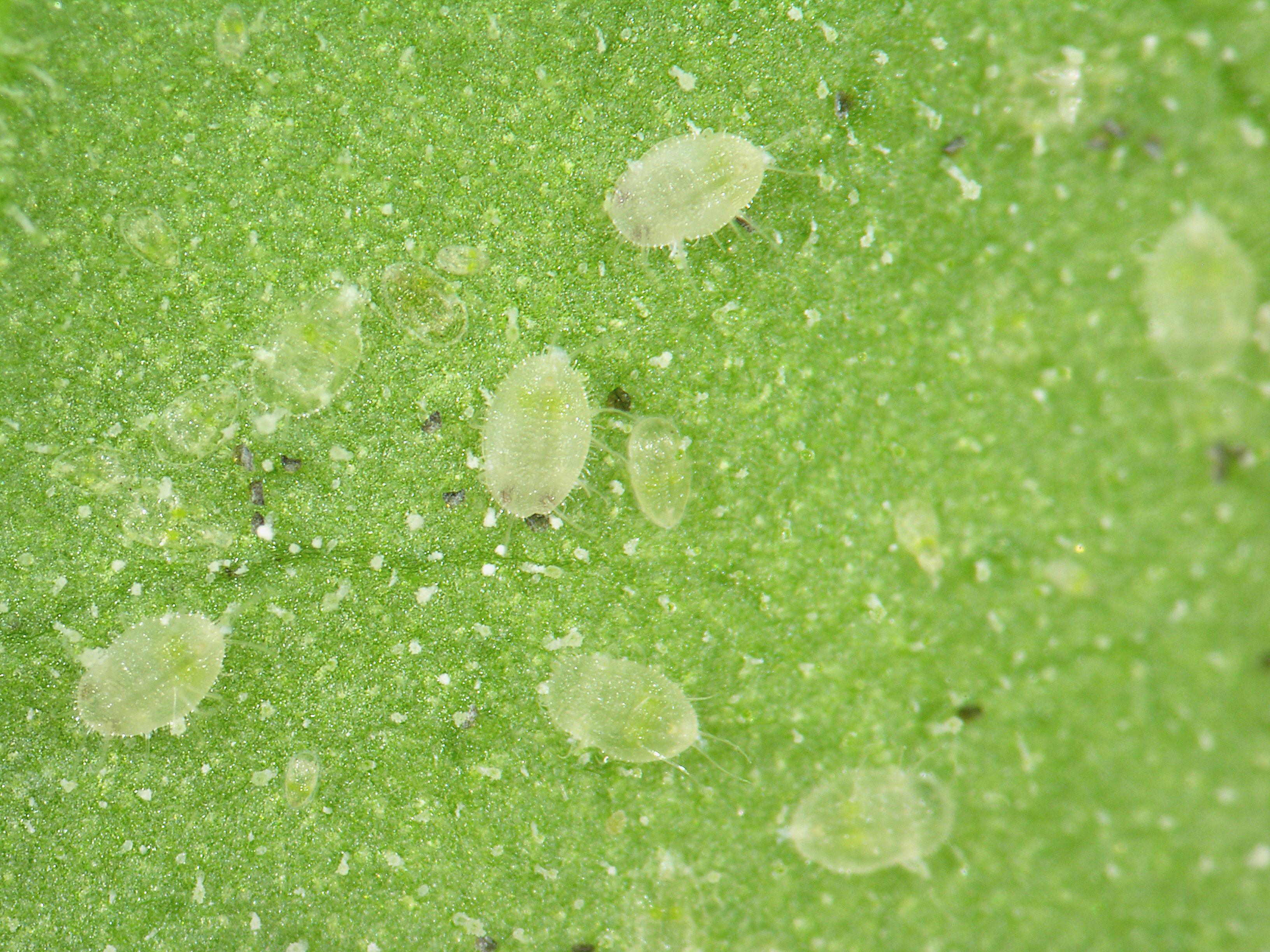 IRIIS phytoprotection - Fiche technique, Aleurode des serres