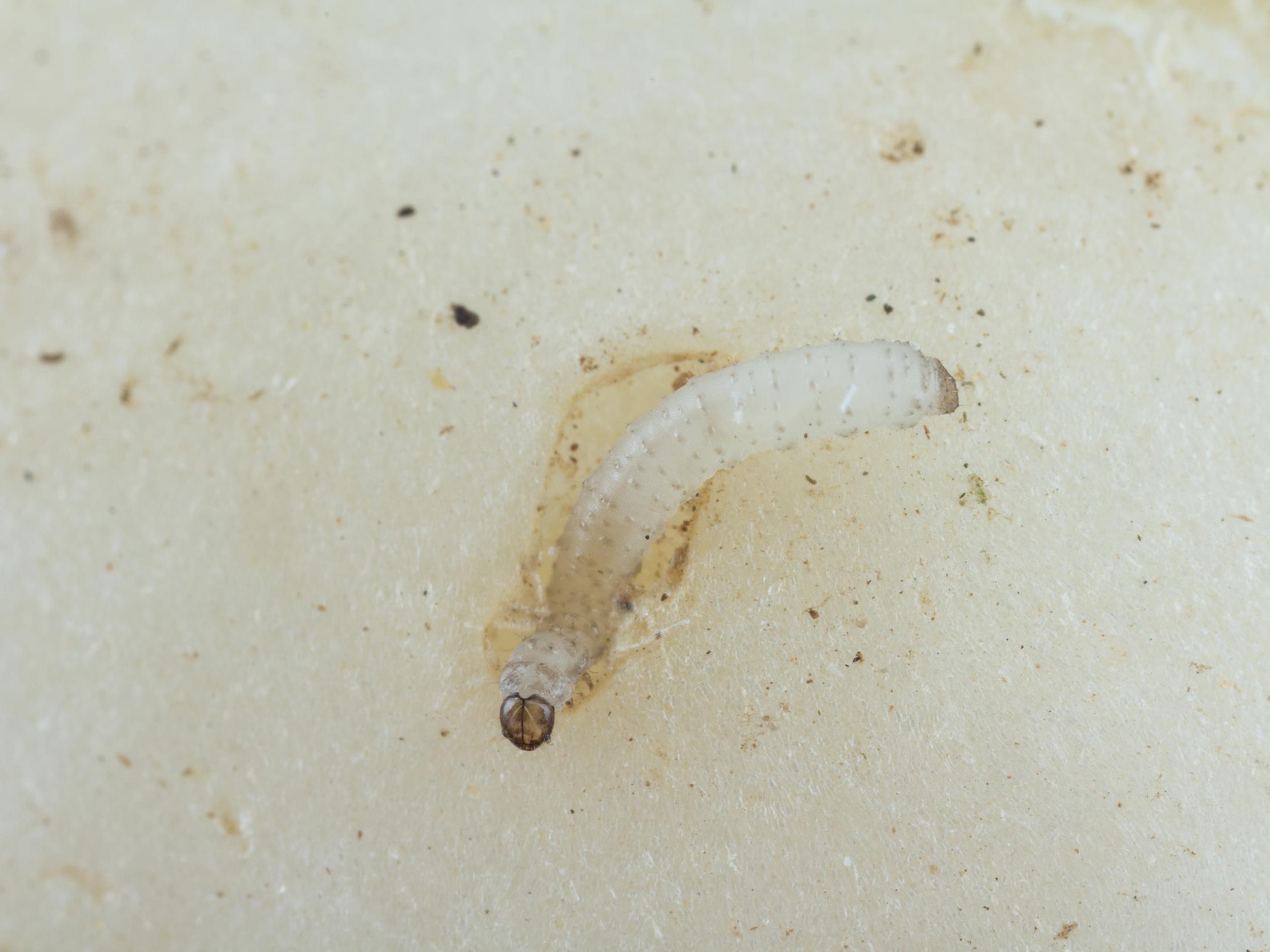 IRIIS phytoprotection - Fiche technique, Altise des navets