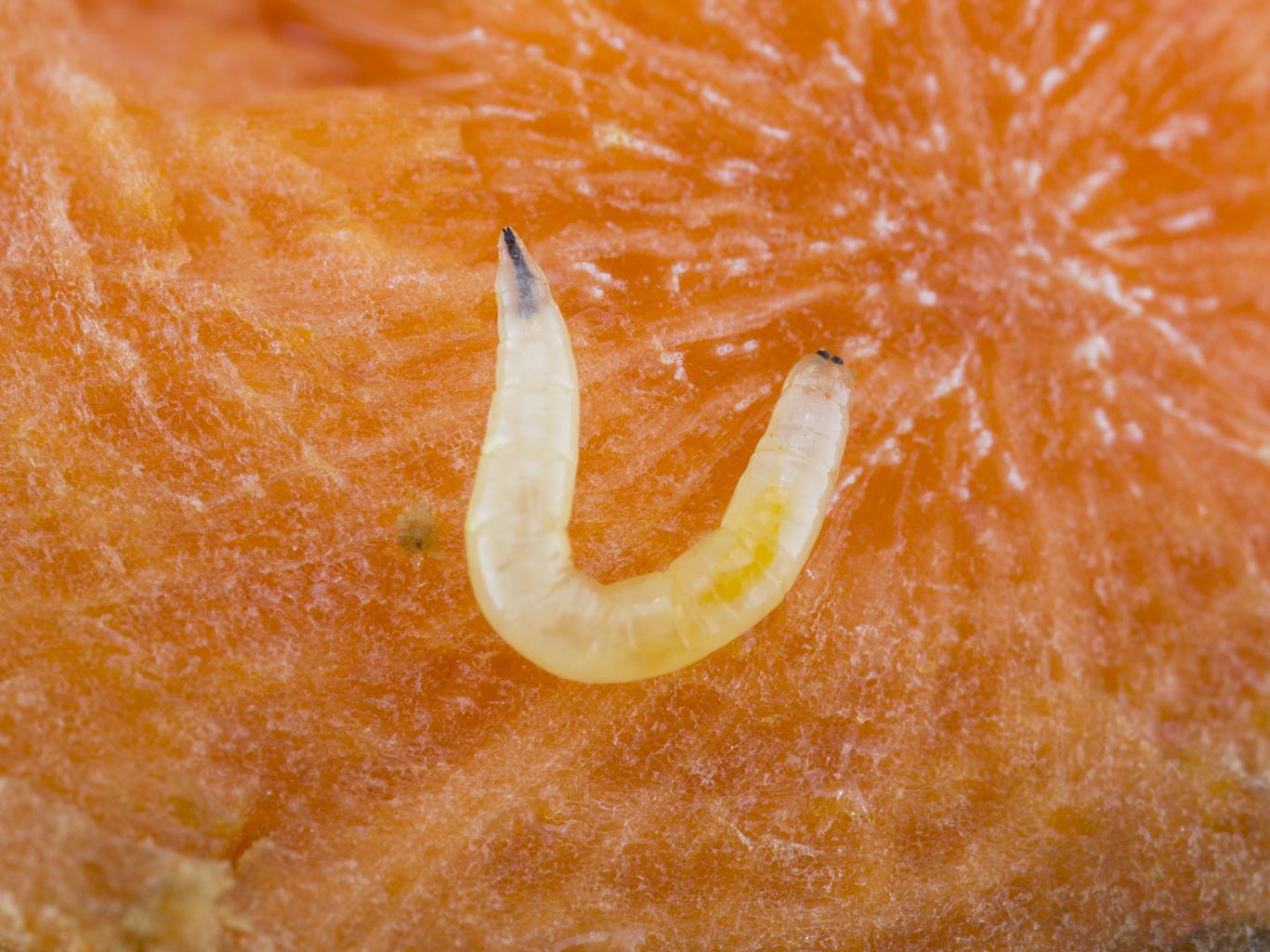 IRIIS phytoprotection - Fiche technique, Mouche de la carotte