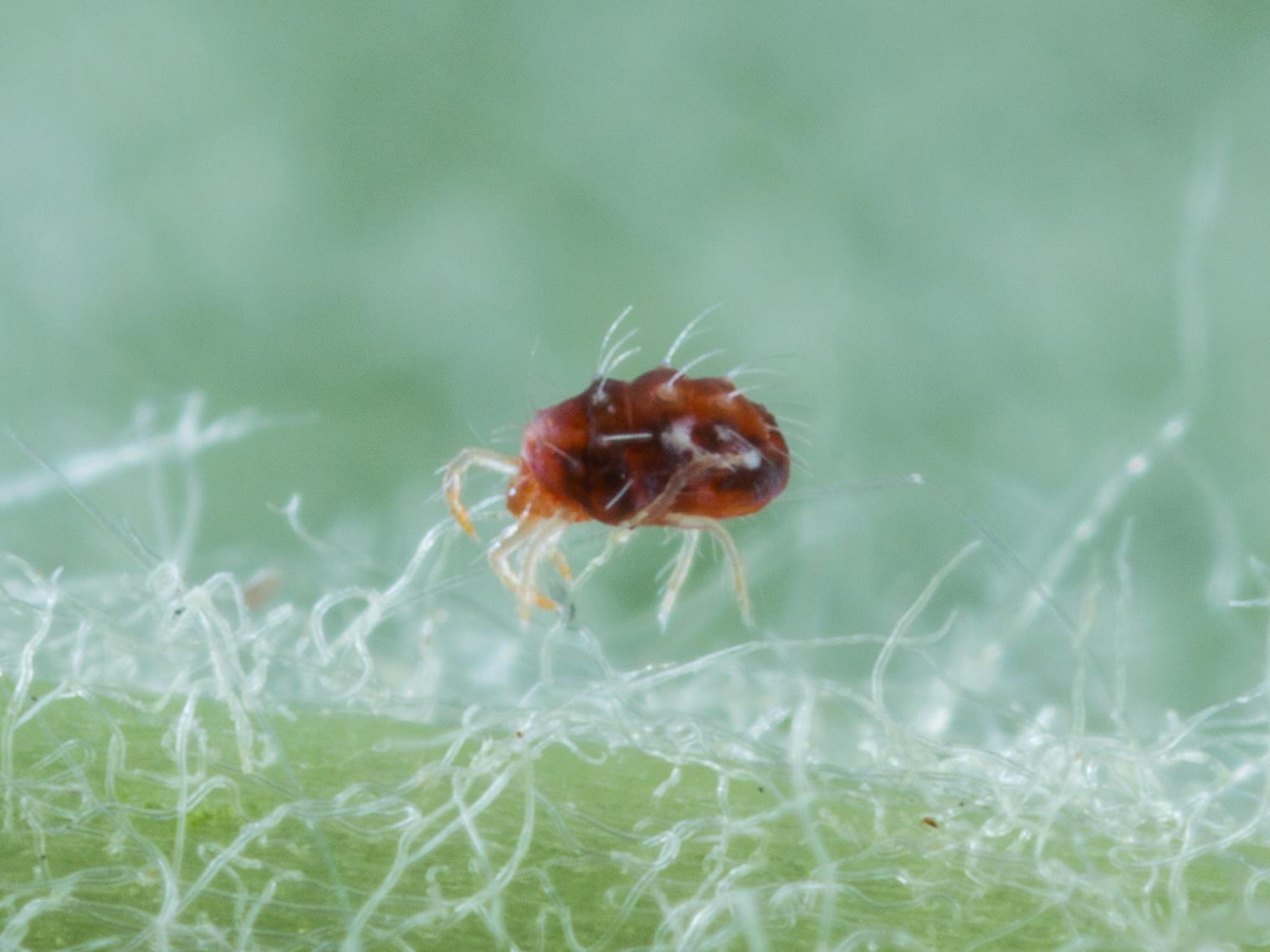 IRIIS phytoprotection - Fiche technique, Tétranyque rouge du pommier