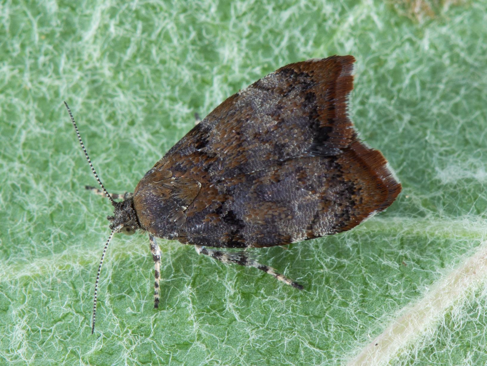 IRIIS phytoprotection - Fiche technique, Squeletteuse du pommier et du ...