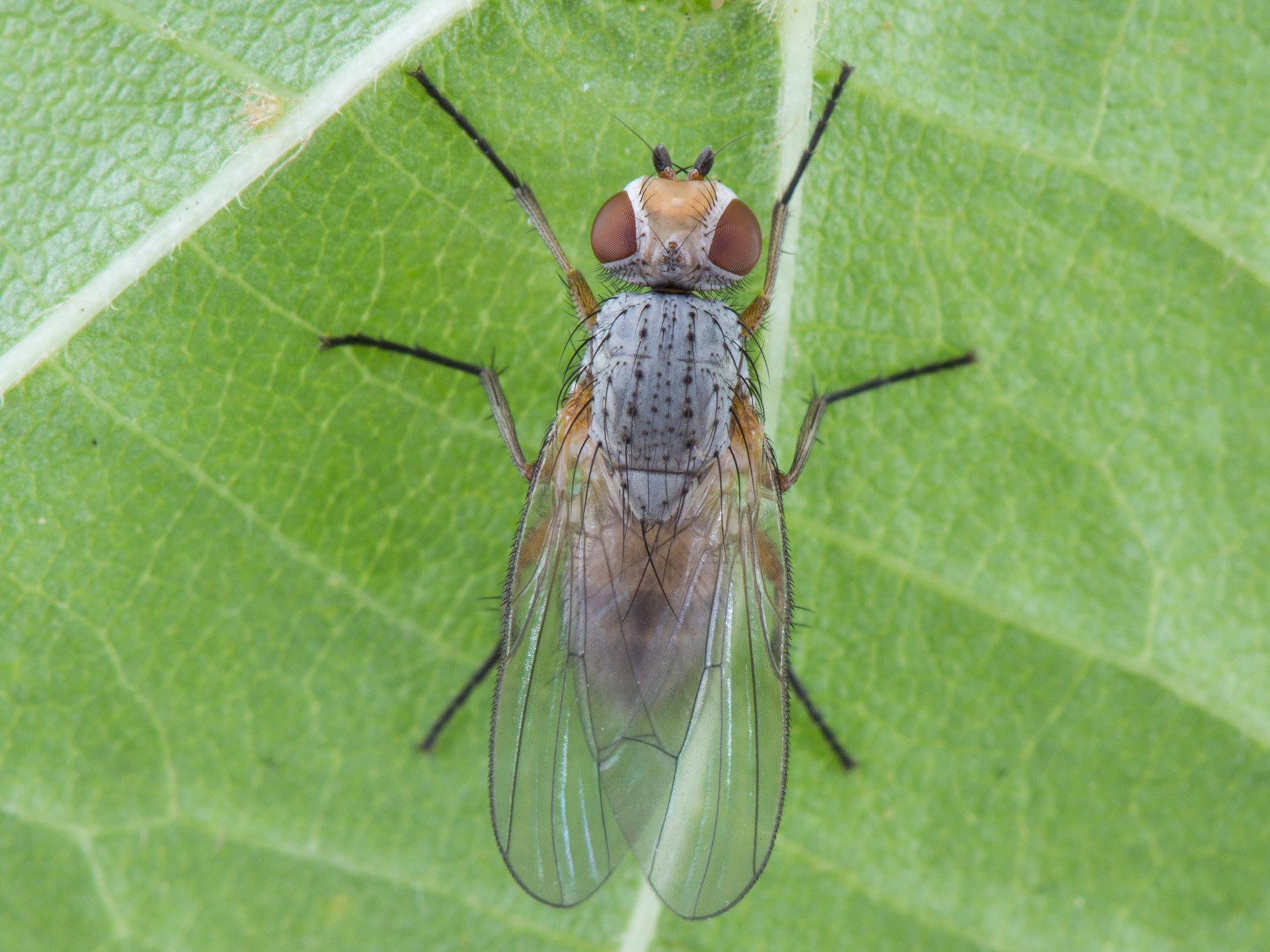 IRIIS phytoprotection - Fiche technique, Mineuse de la betterave