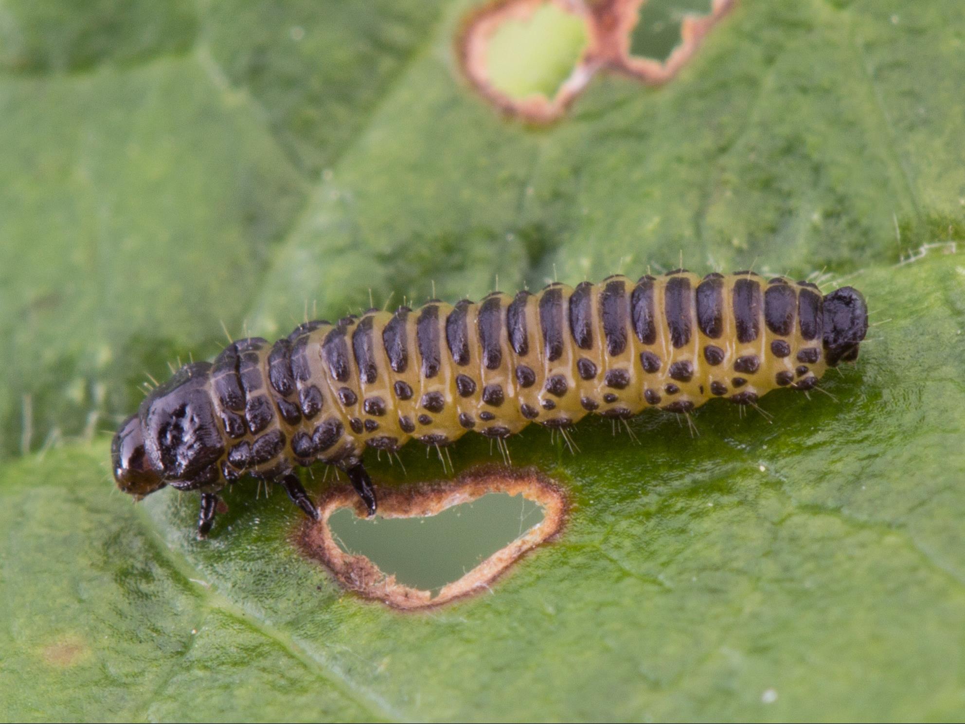 IRIIS phytoprotection - Fiche technique, Galéruque du cerisier