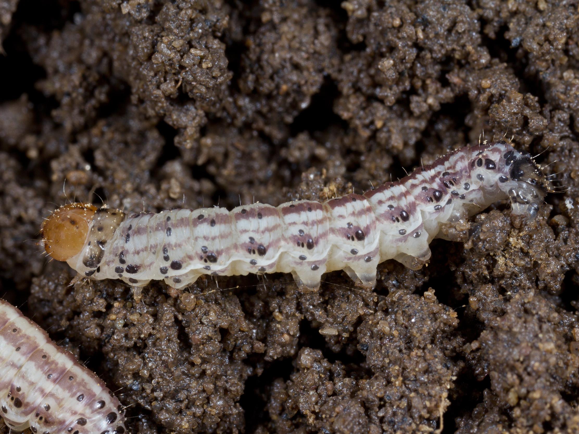 IRIIS phytoprotection - Fiche technique, Perceur du houblon