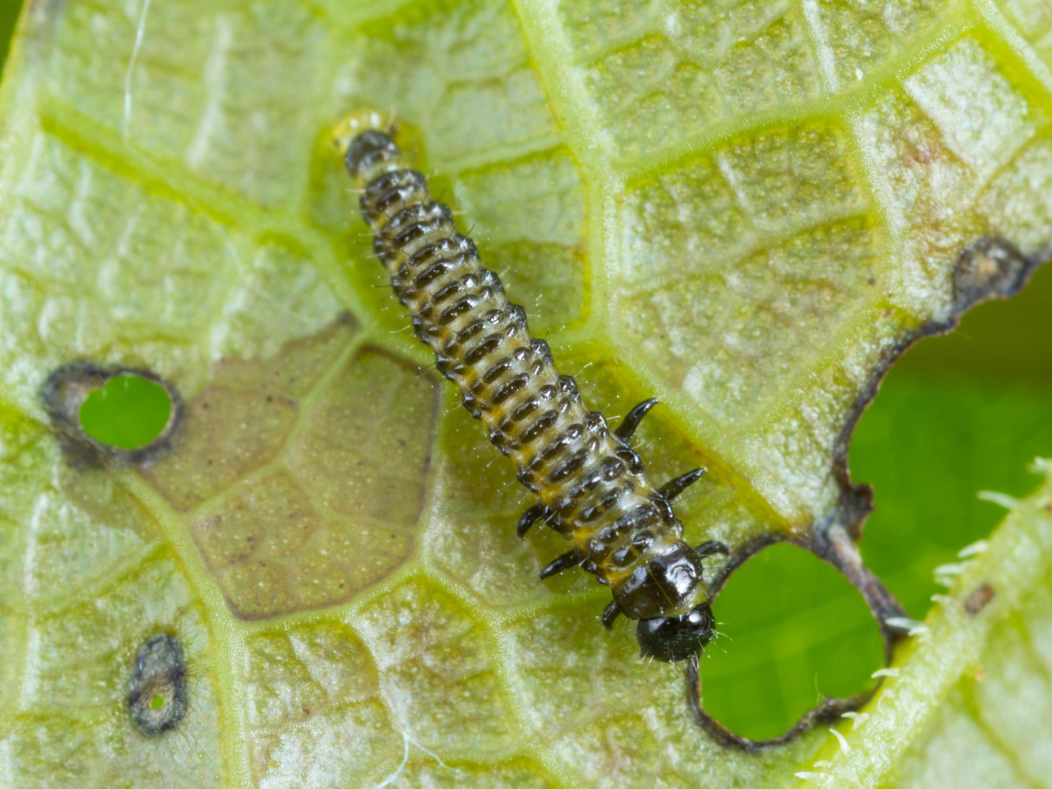 IRIIS phytoprotection - Fiche technique, Altise de la vigne