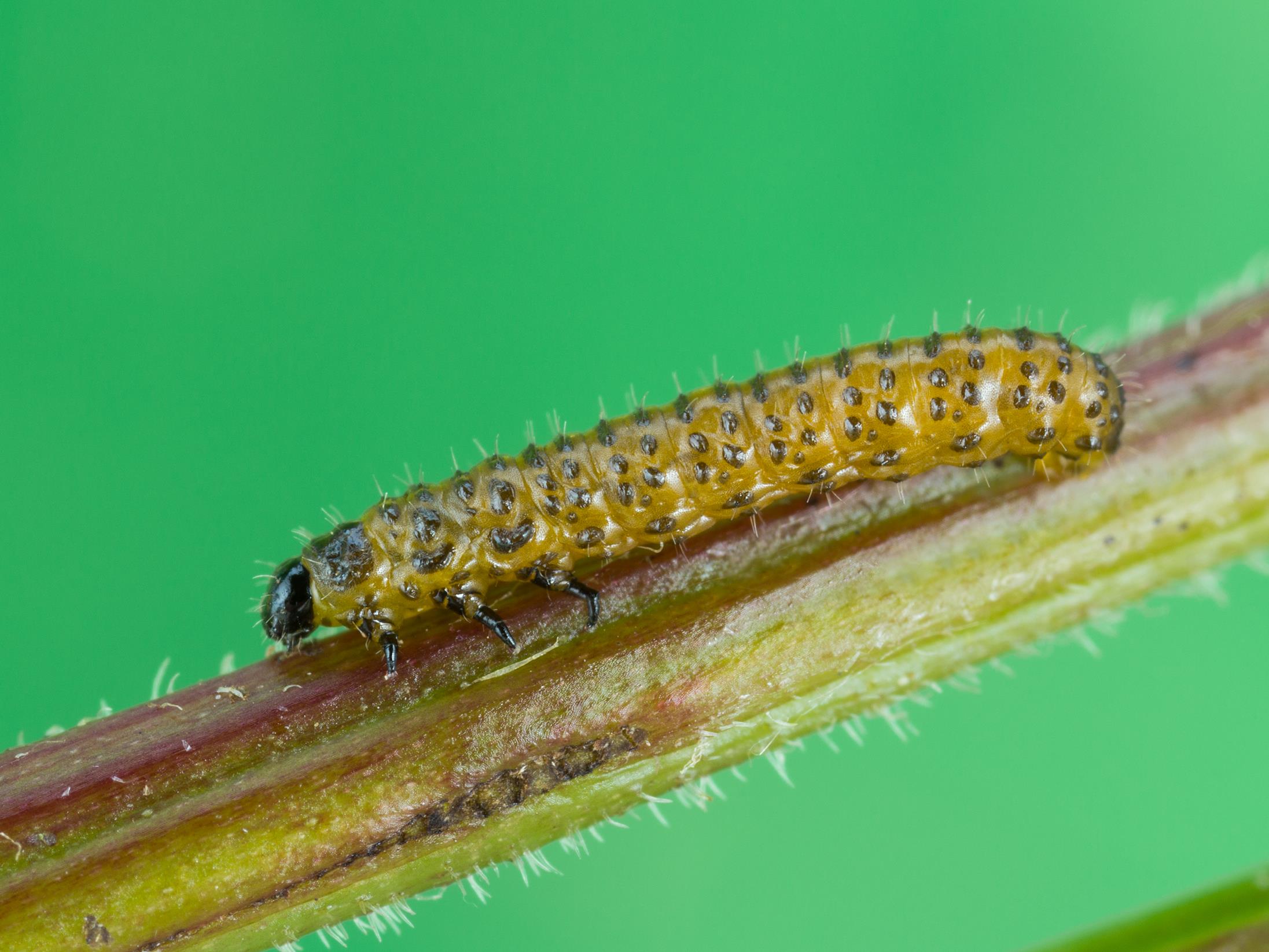 IRIIS phytoprotection - Fiche technique, Altise de la vigne