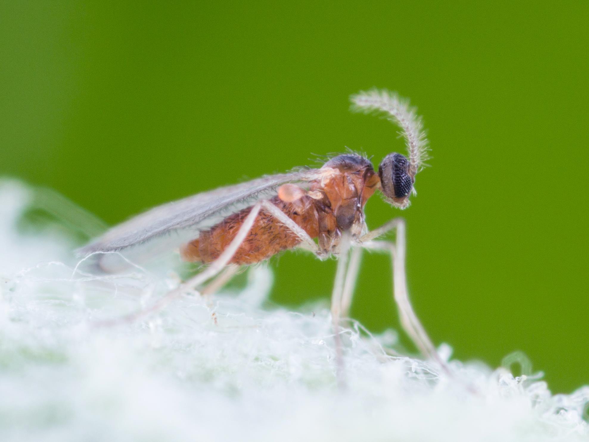 IRIIS phytoprotection - Fiche technique, Cécidomyie du pommier