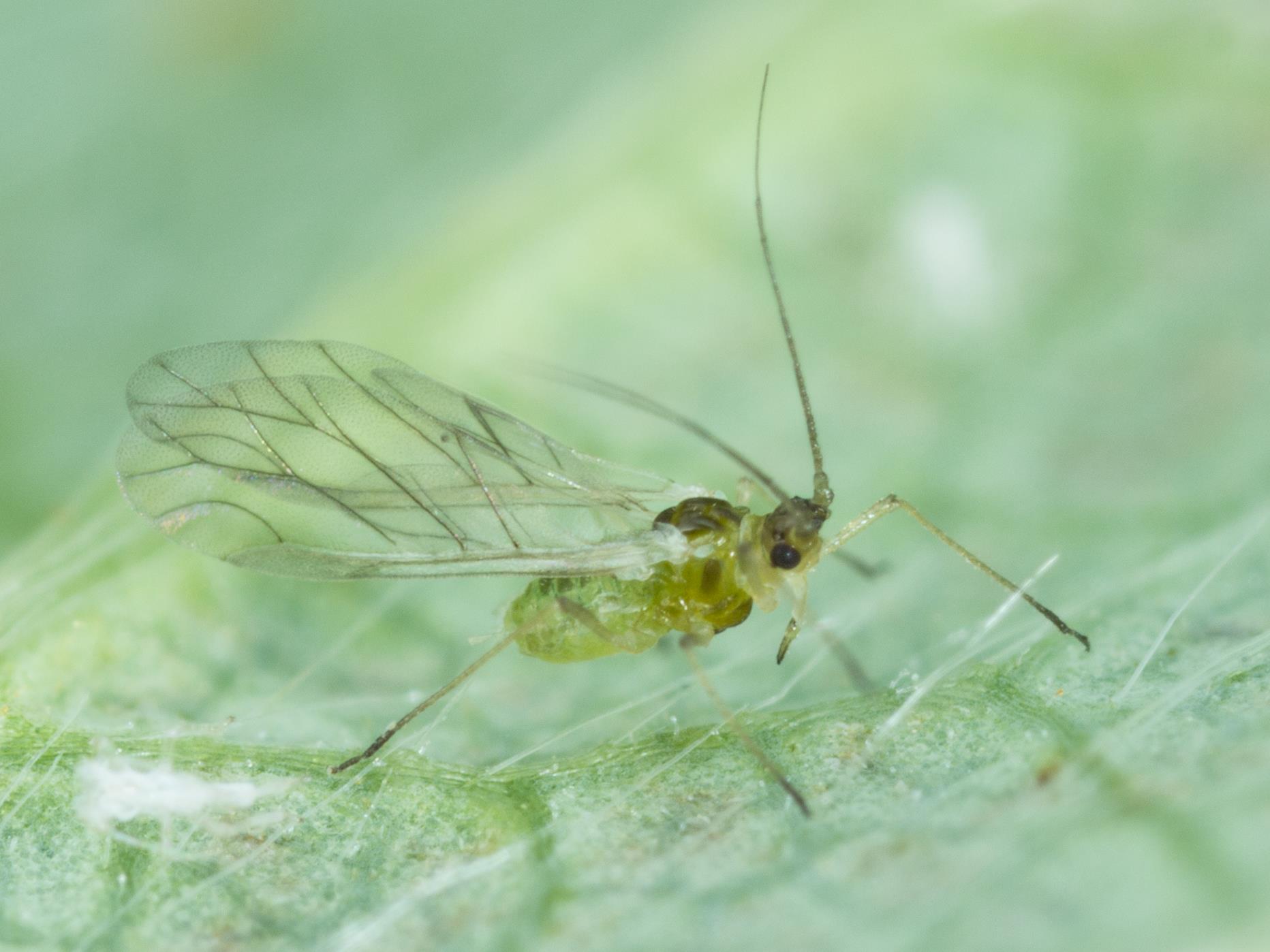 IRIIS phytoprotection - Fiche technique, Puceron du fraisier