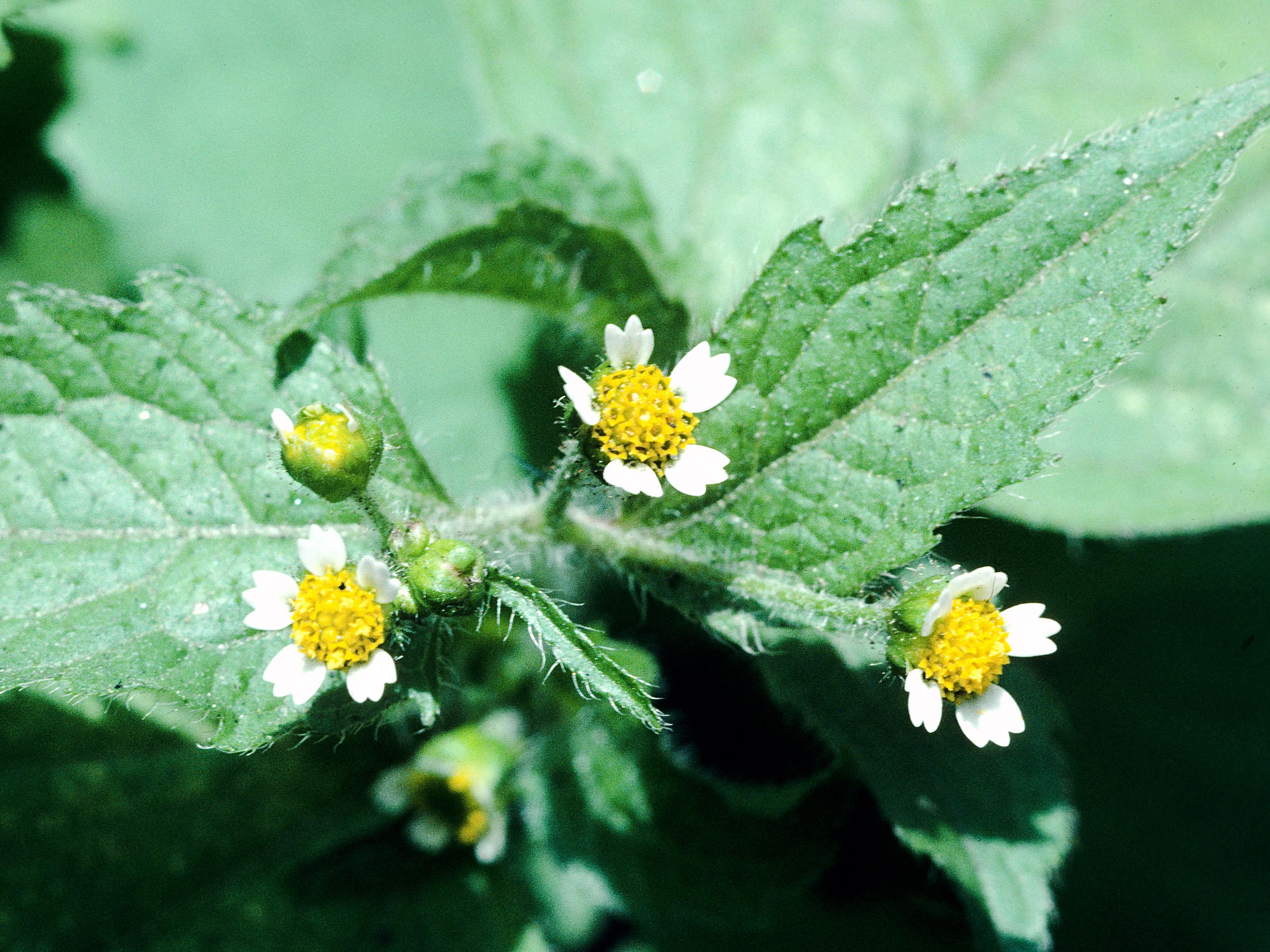 IRIIS phytoprotection - Fiche technique, Galinsoga cilié - Hairy ...