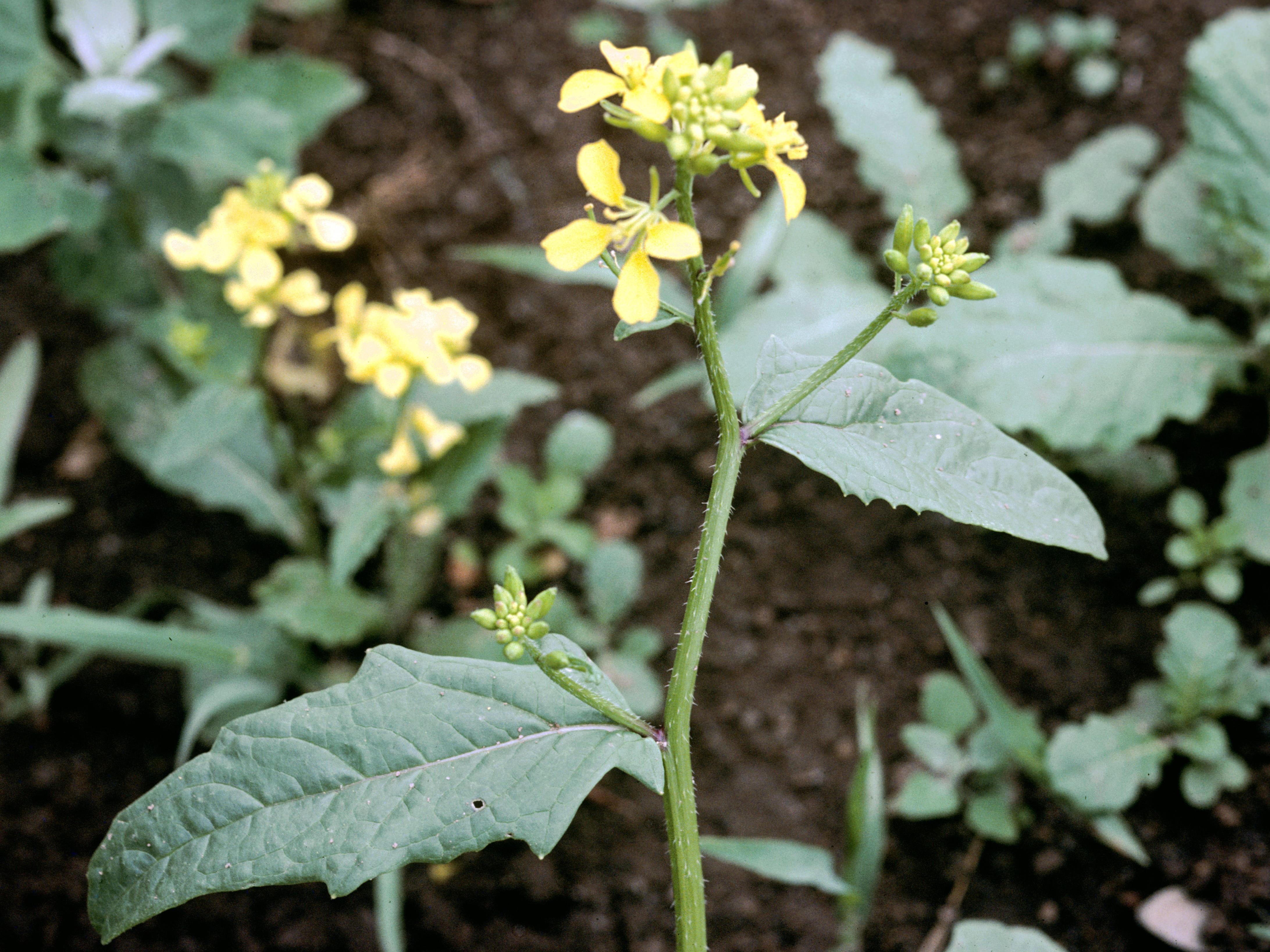 IRIIS phytoprotection - Fiche technique, Moutarde des champs - Wild ...