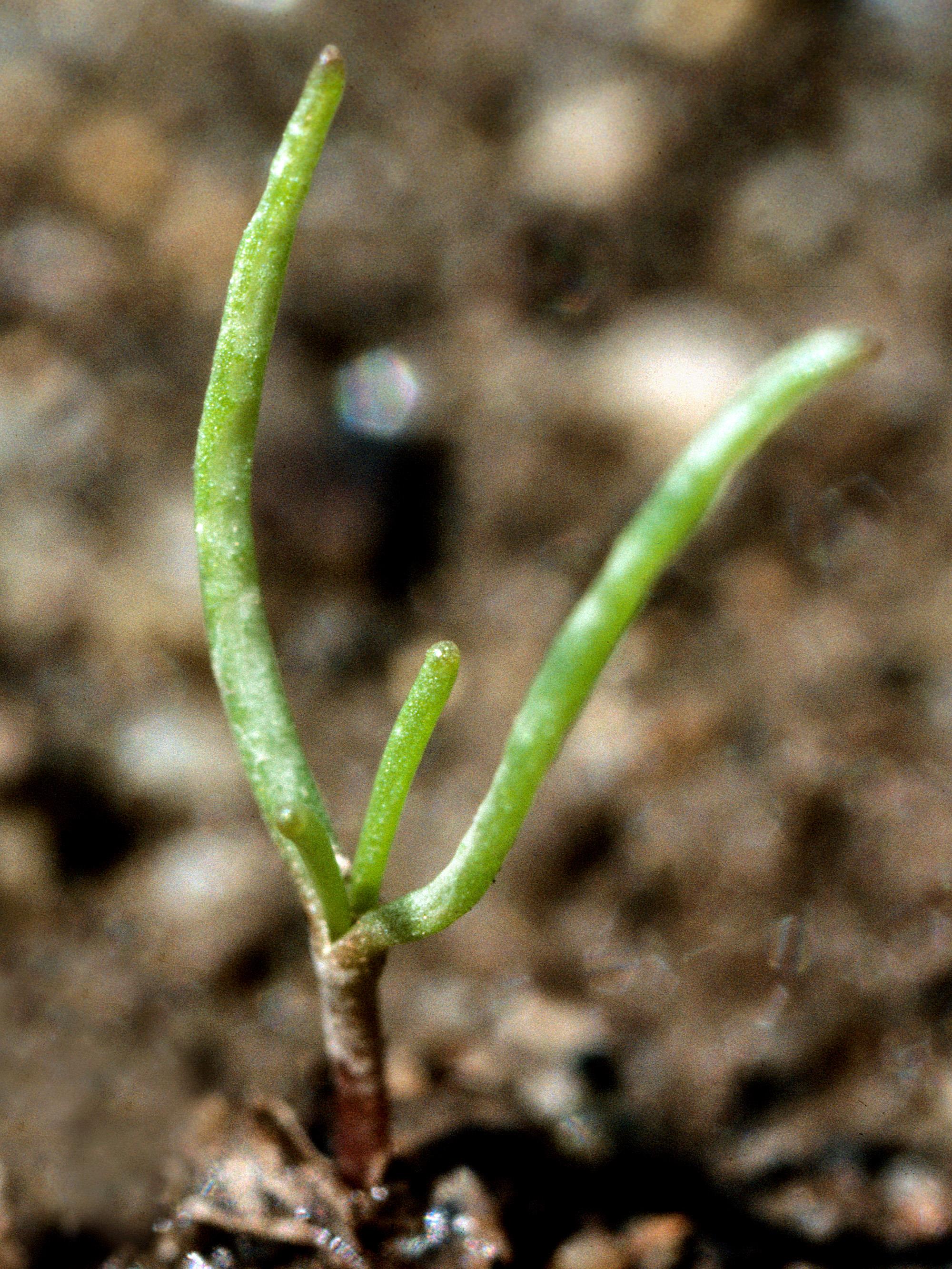 IRIIS phytoprotection - Fiche technique, Spargoute des champs - Corn spurry