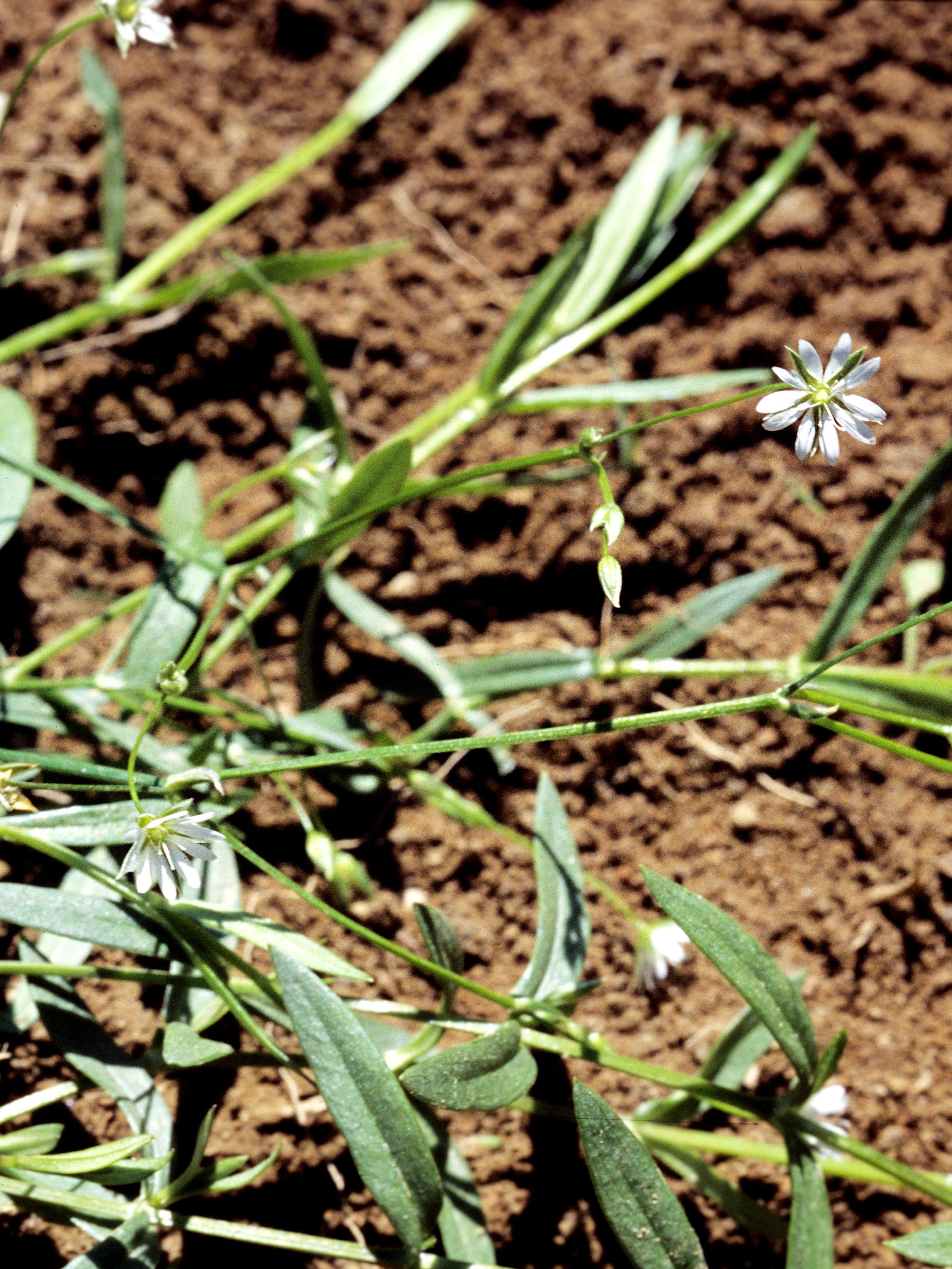 IRIIS phytoprotection - Fiche technique, Stellaire à feuilles de graminée - Grass-leaved ...