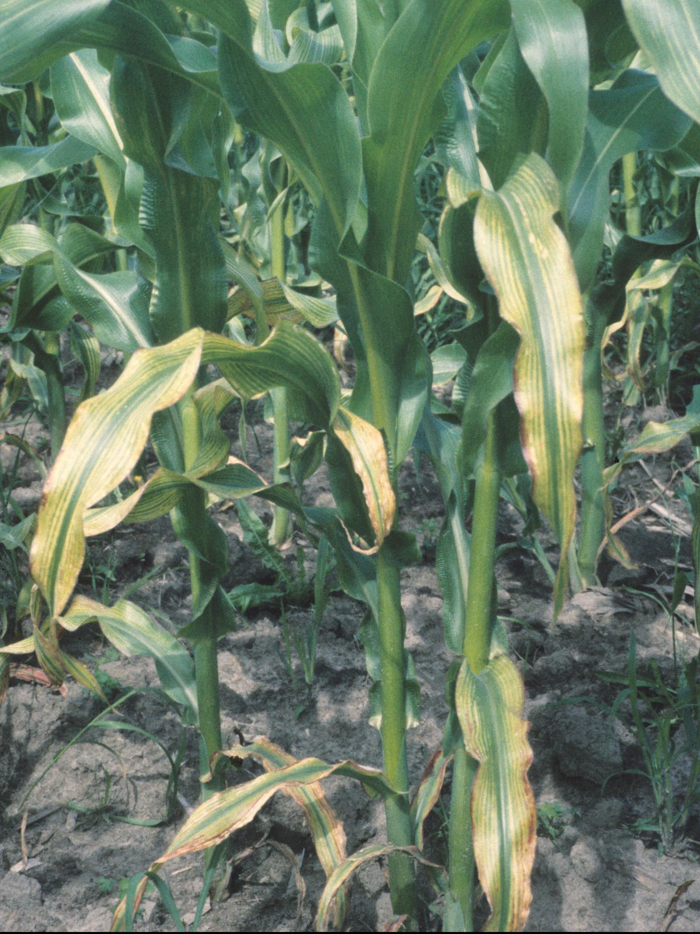 IRIIS phytoprotection - Fiche technique, Carence en magnésium (Mg ...