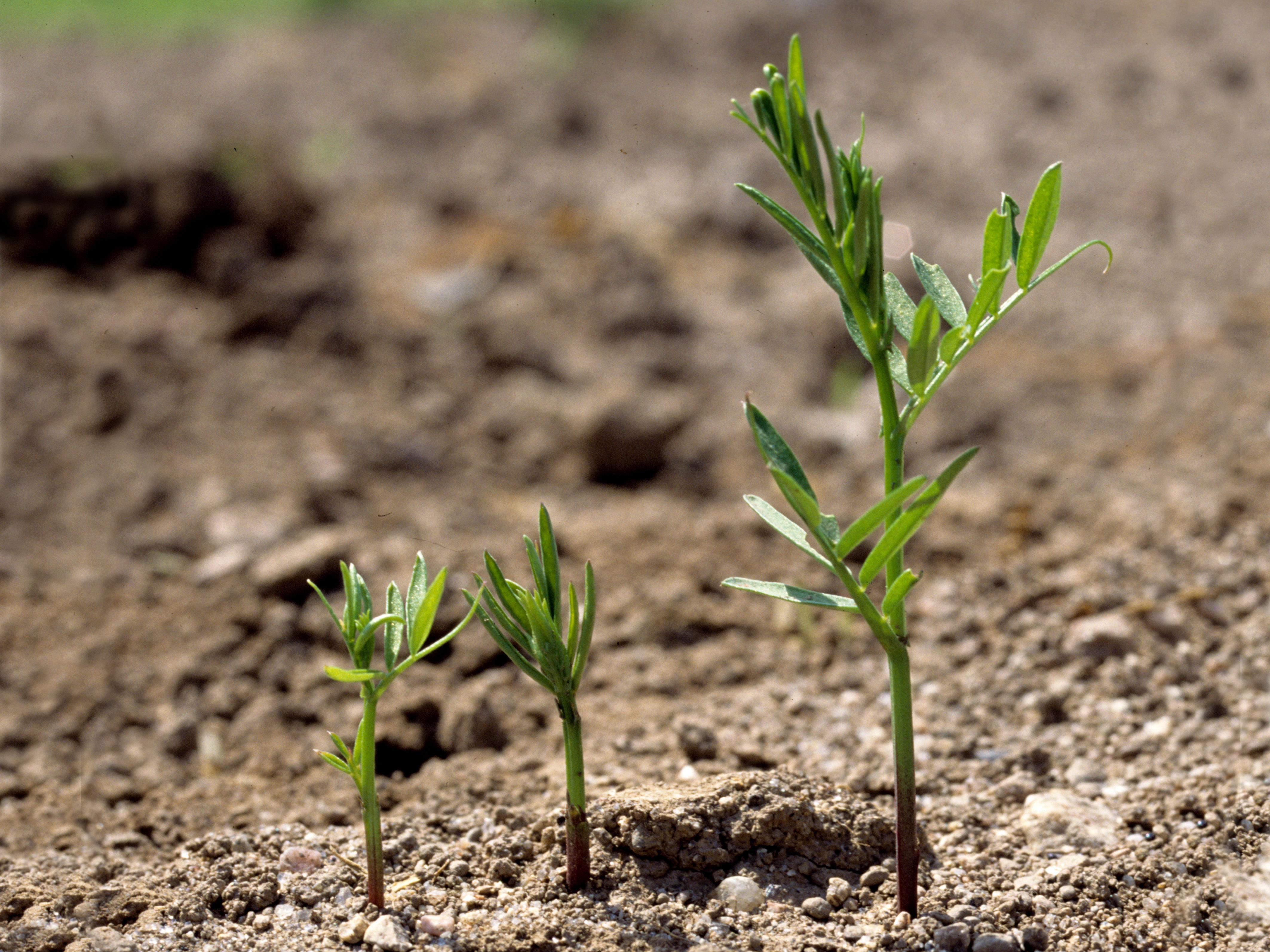 IRIIS phytoprotection - Fiche technique, Vesce jargeau - Tufted vetch