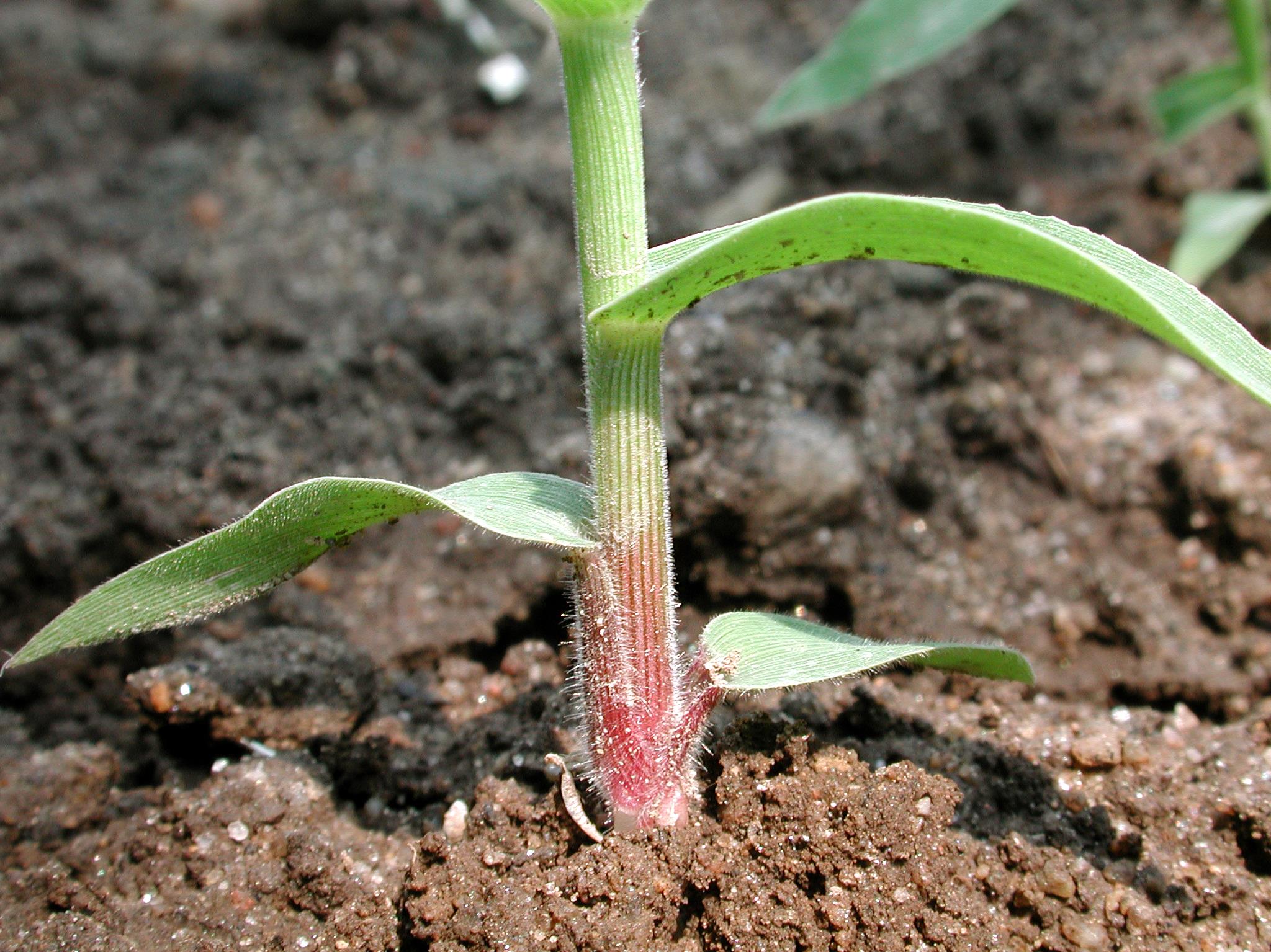 IRIIS phytoprotection - Fiche technique, Ériochloé velue - Woolly ...