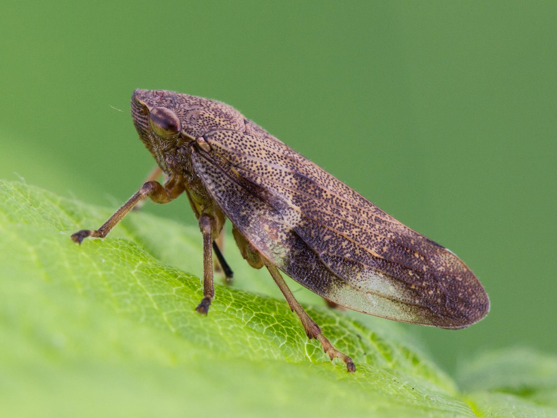IRIIS phytoprotection - Fiche technique, Cercope des prés