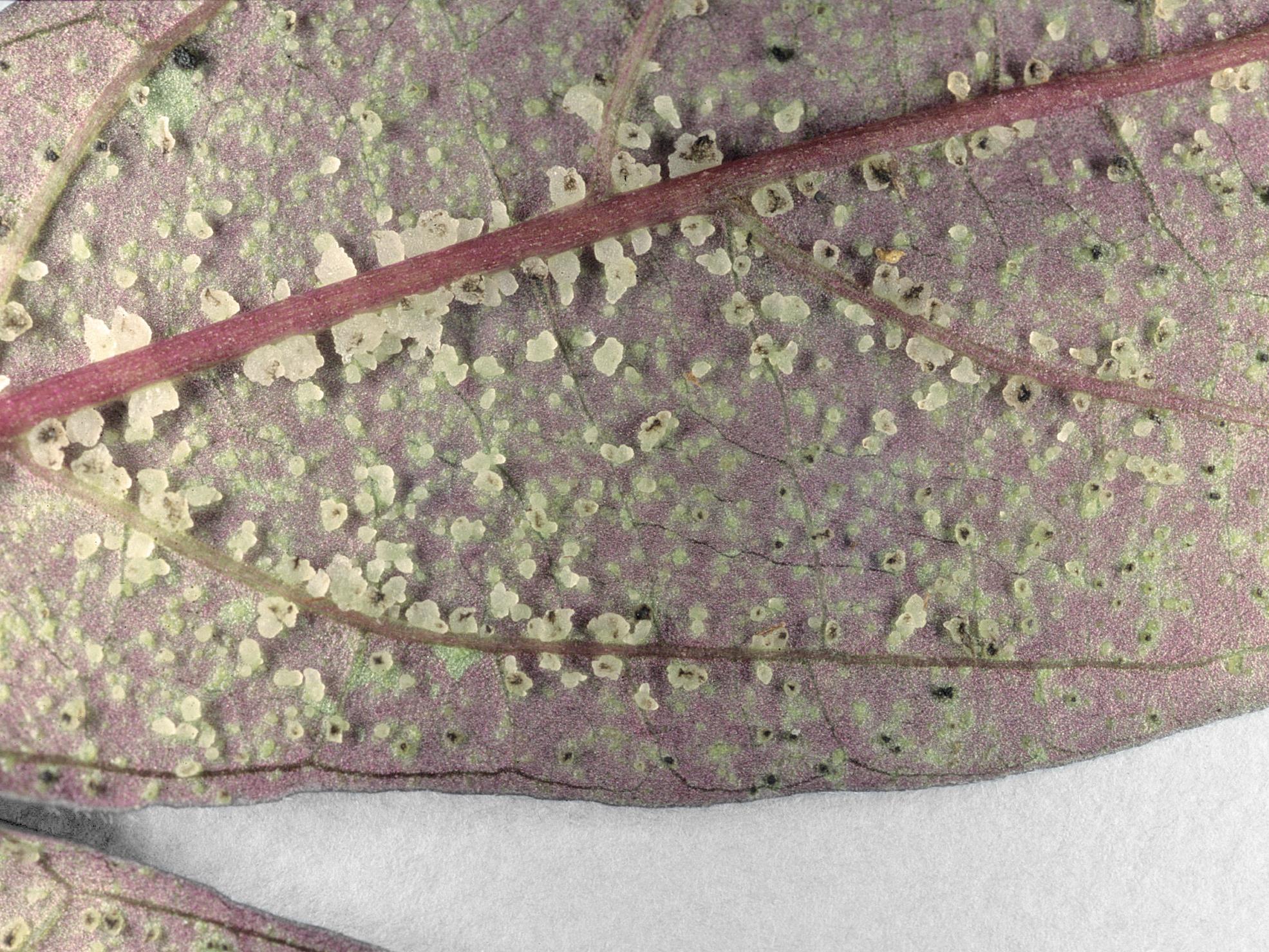 IRIIS phytoprotection - Fiche technique, Intumescence (oedème) - Ipomées