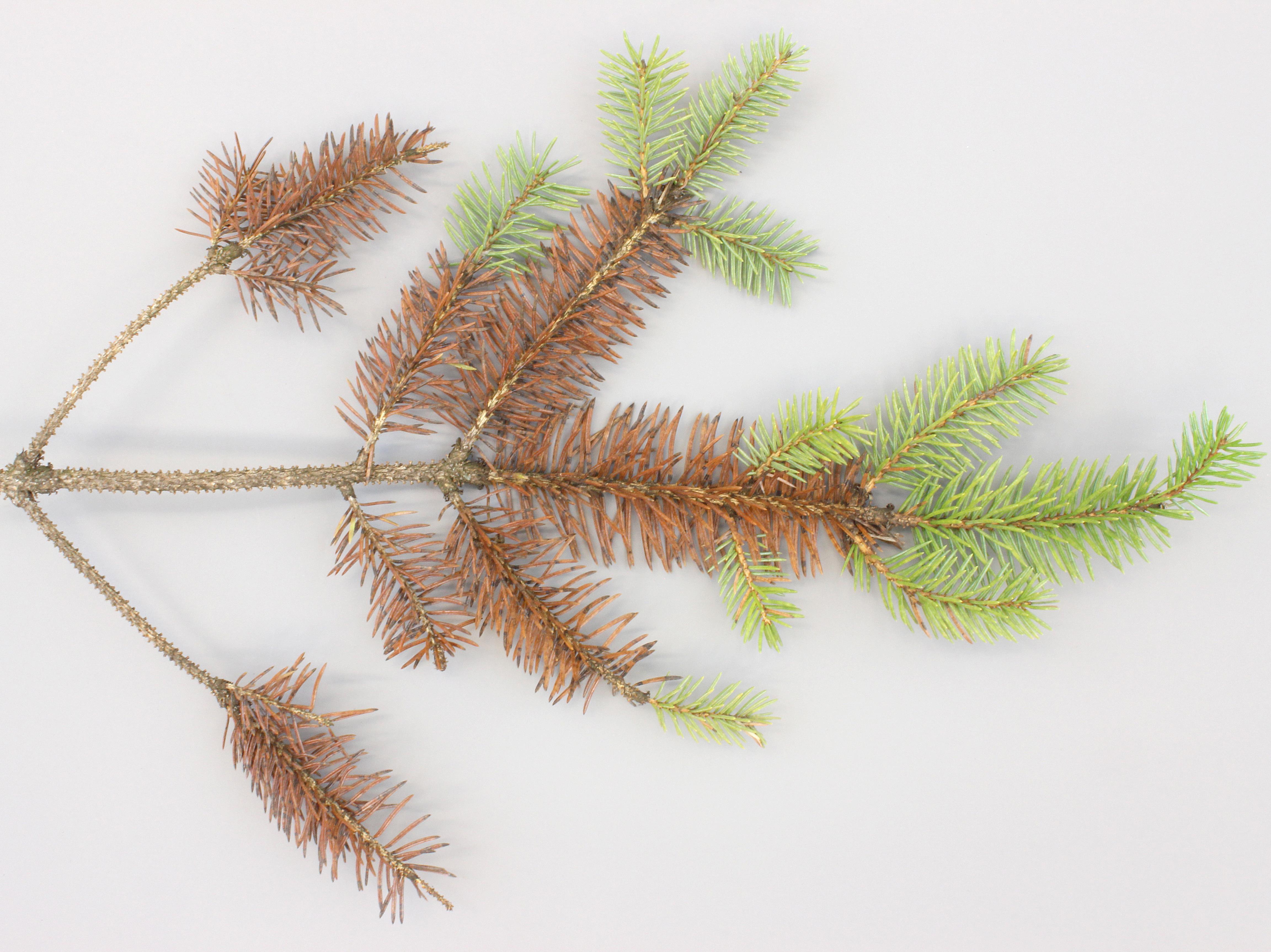 IRIIS phytoprotection - Fiche technique, Maladie Rouge - Épinettes