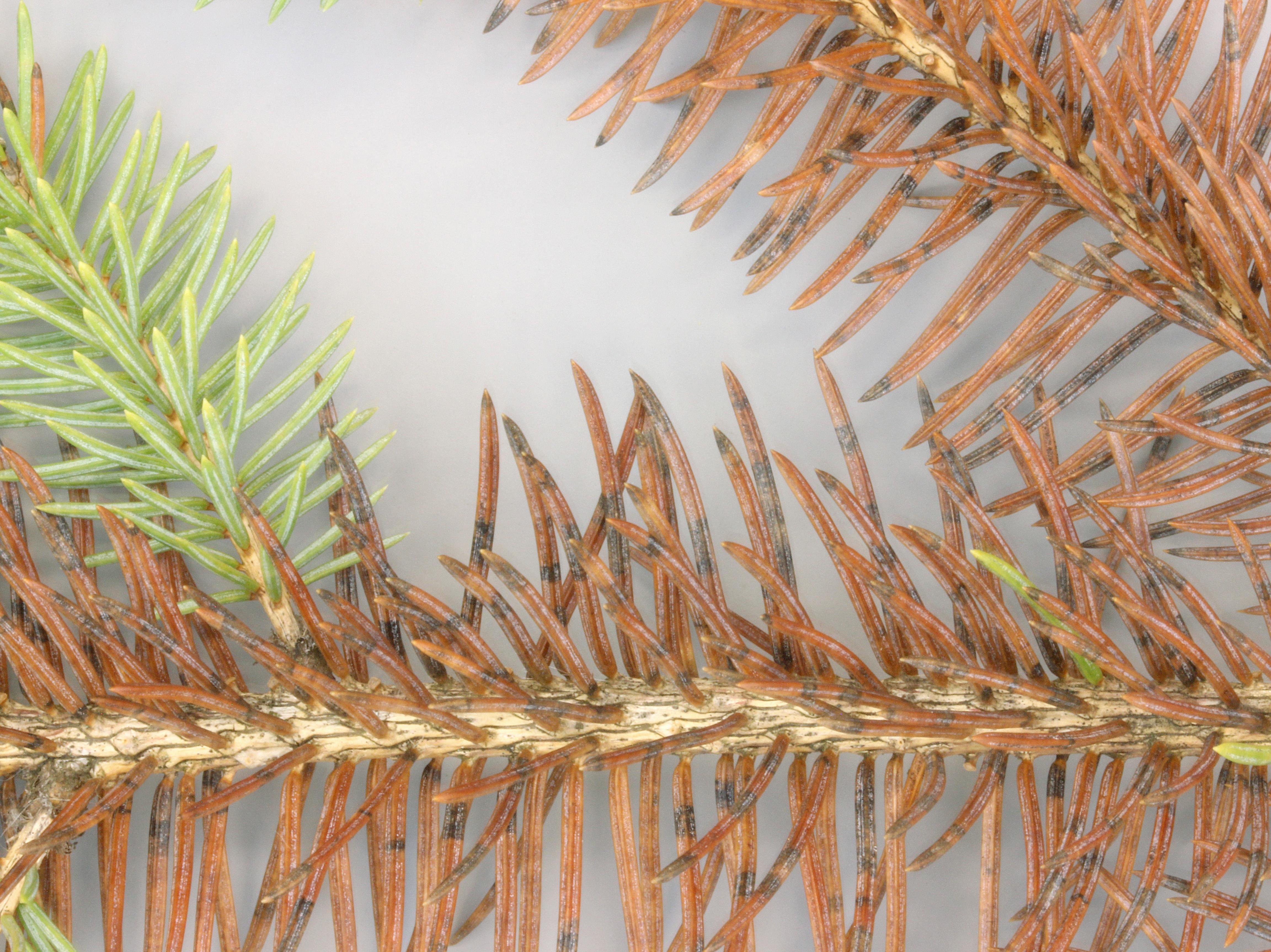 IRIIS phytoprotection - Fiche technique, Maladie Rouge - Épinettes