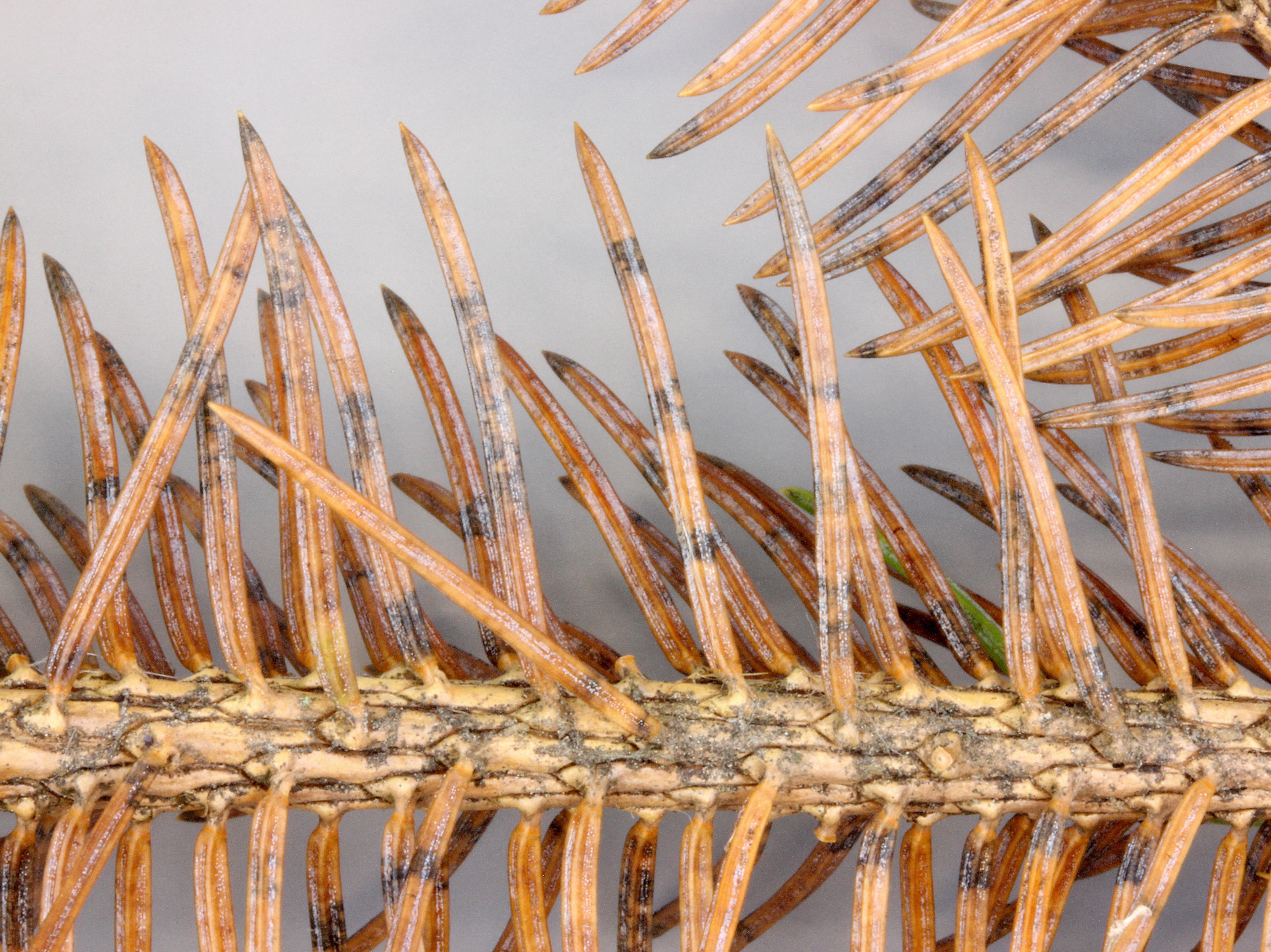 IRIIS phytoprotection - Fiche technique, Maladie Rouge - Épinettes