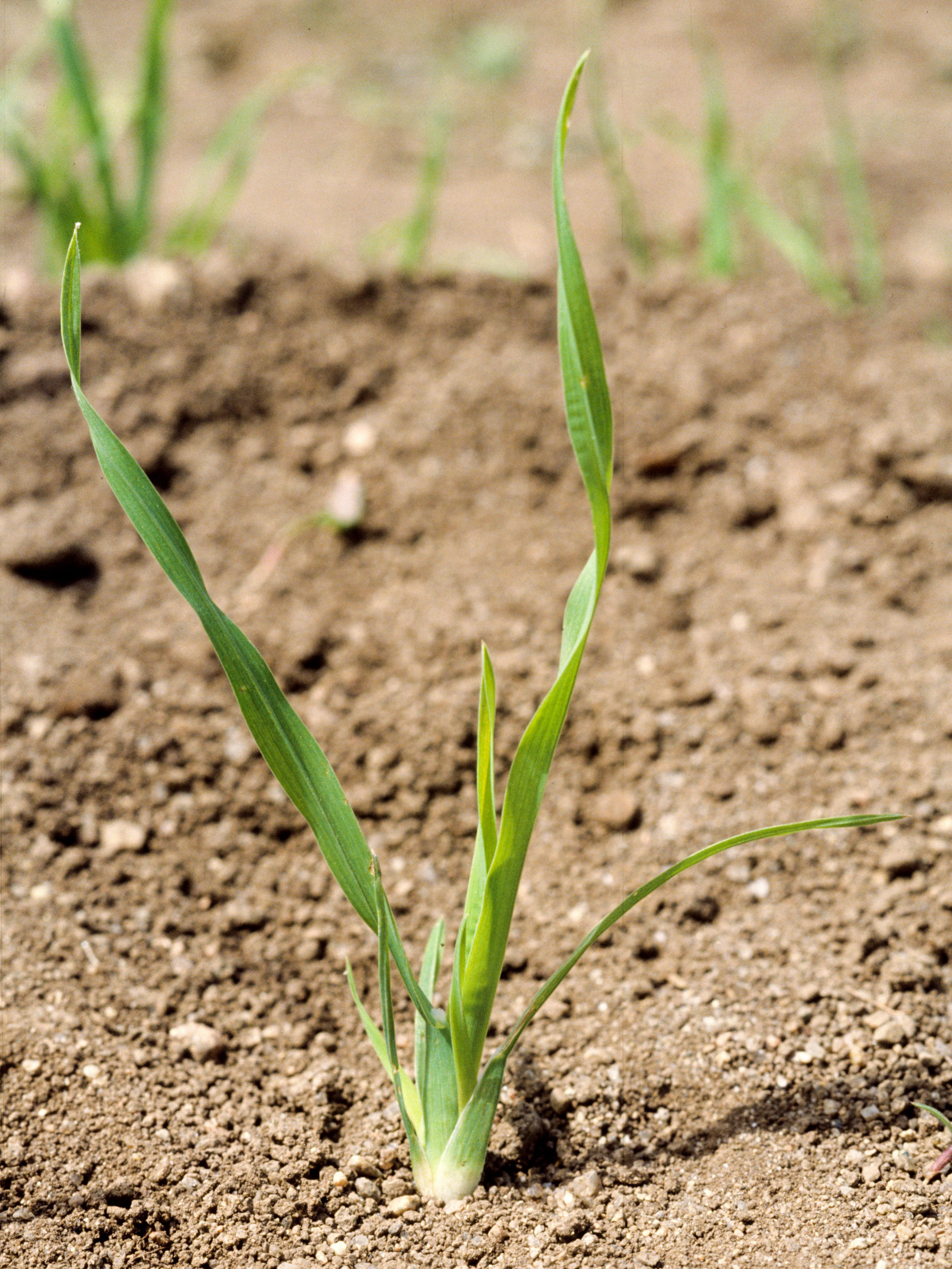 IRIIS phytoprotection - Fiche technique, Dactyle pelotonné - Orchard grass