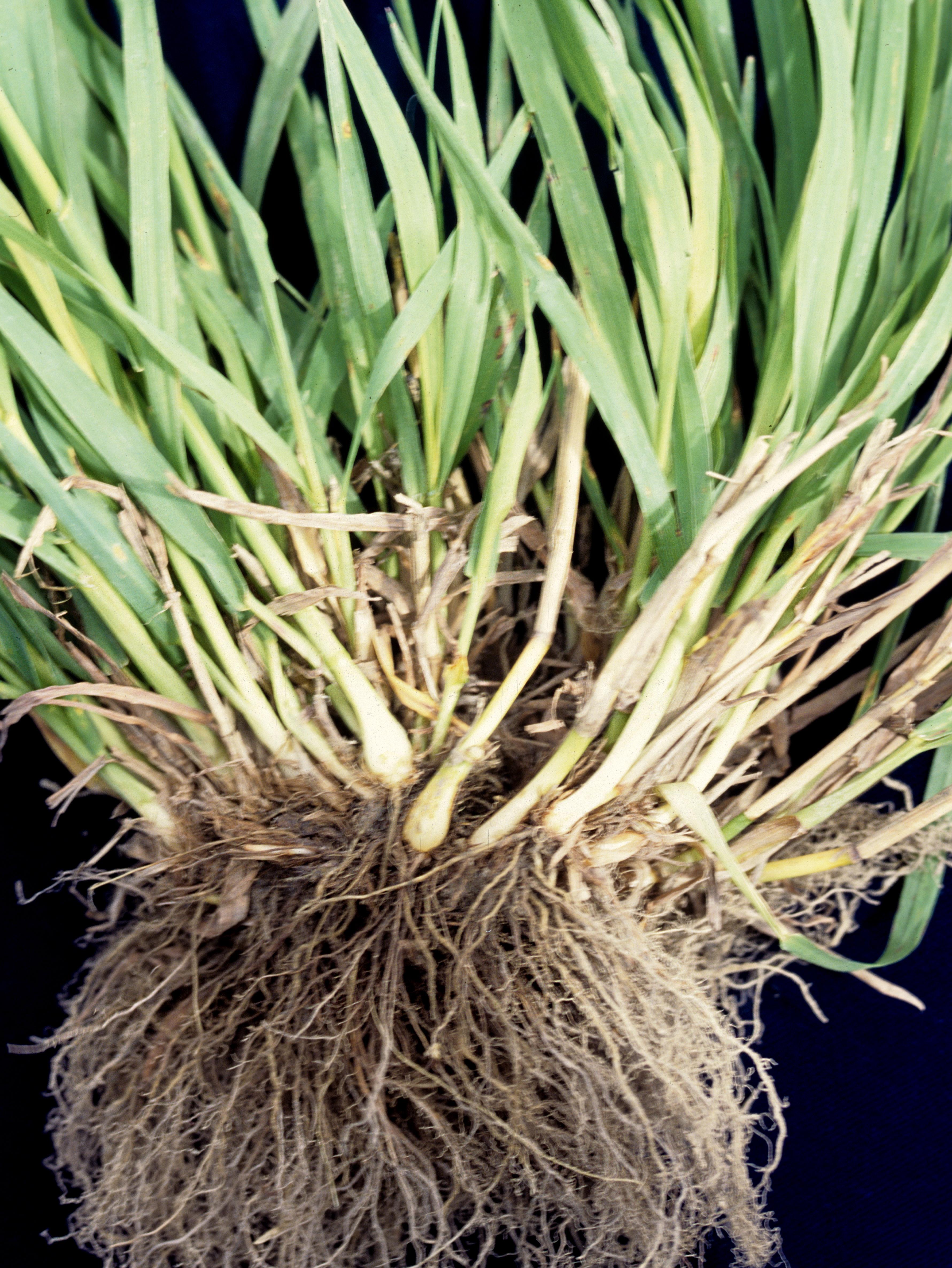 IRIIS phytoprotection - Fiche technique, Fléole des prés - Timothy (syn ...