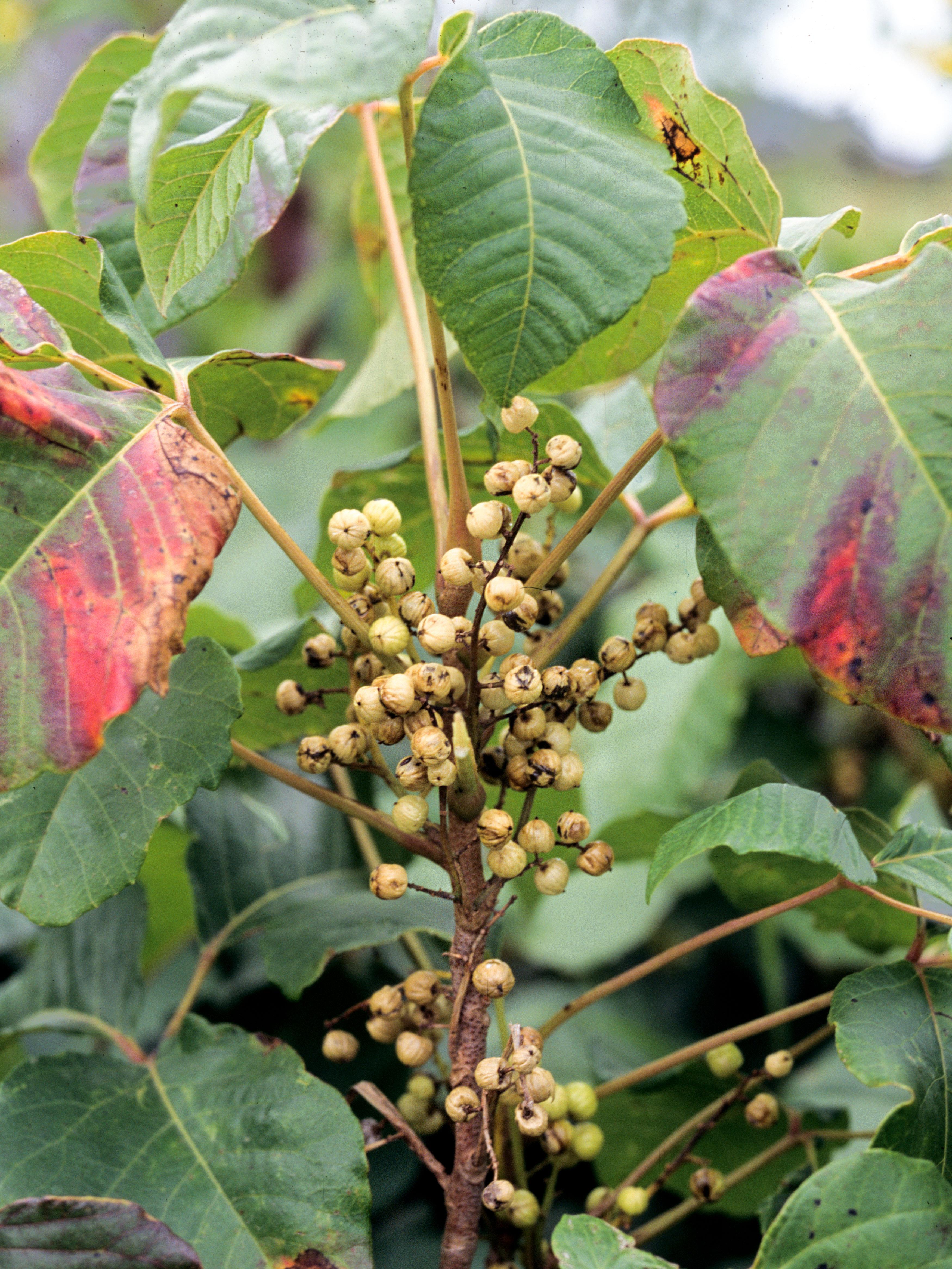 IRIIS phytoprotection - Fiche technique, Herbe à la puce - Poison ivy