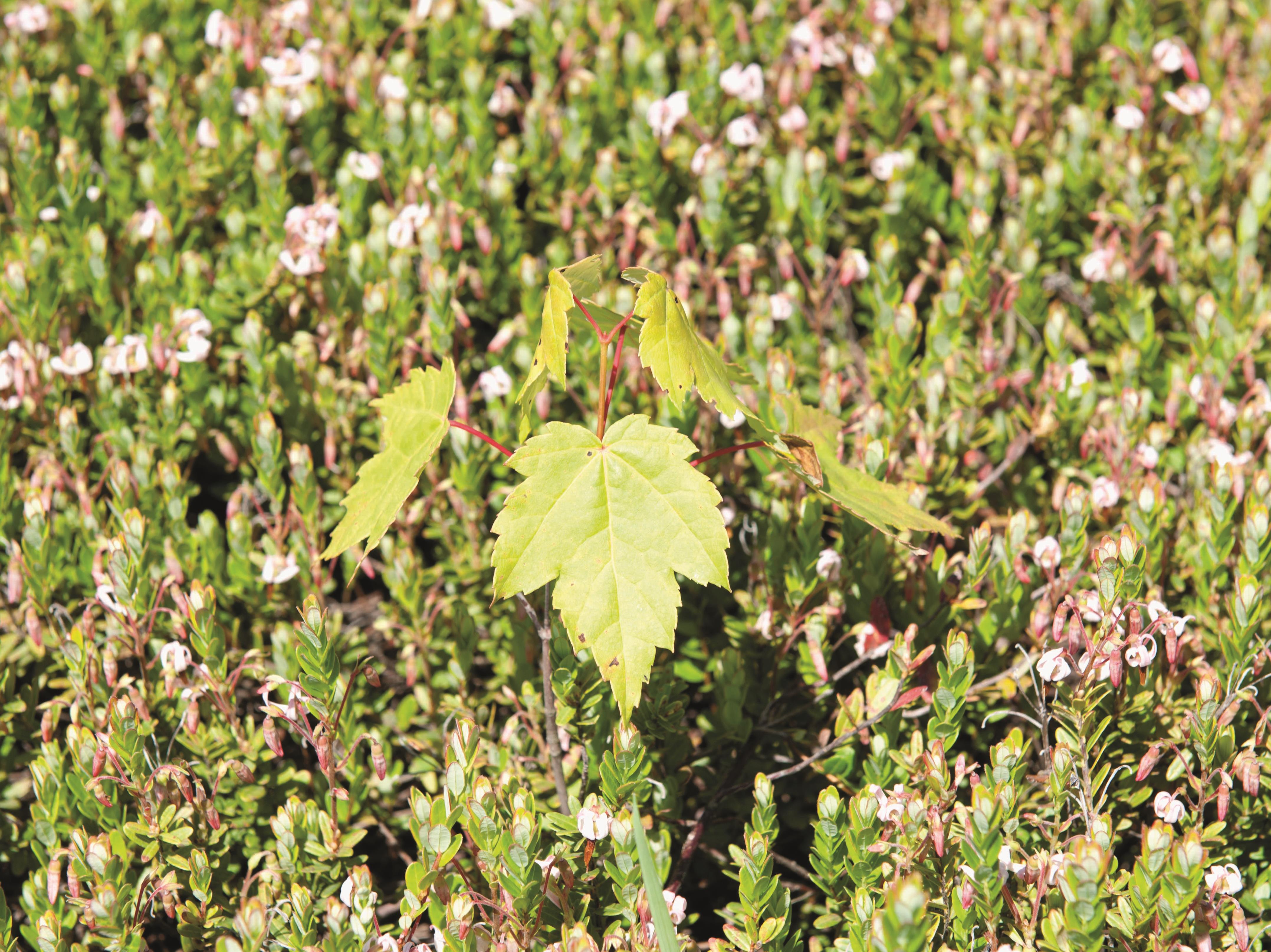 IRIIS phytoprotection - Fiche technique, Érable rouge (syn. Plaine ...