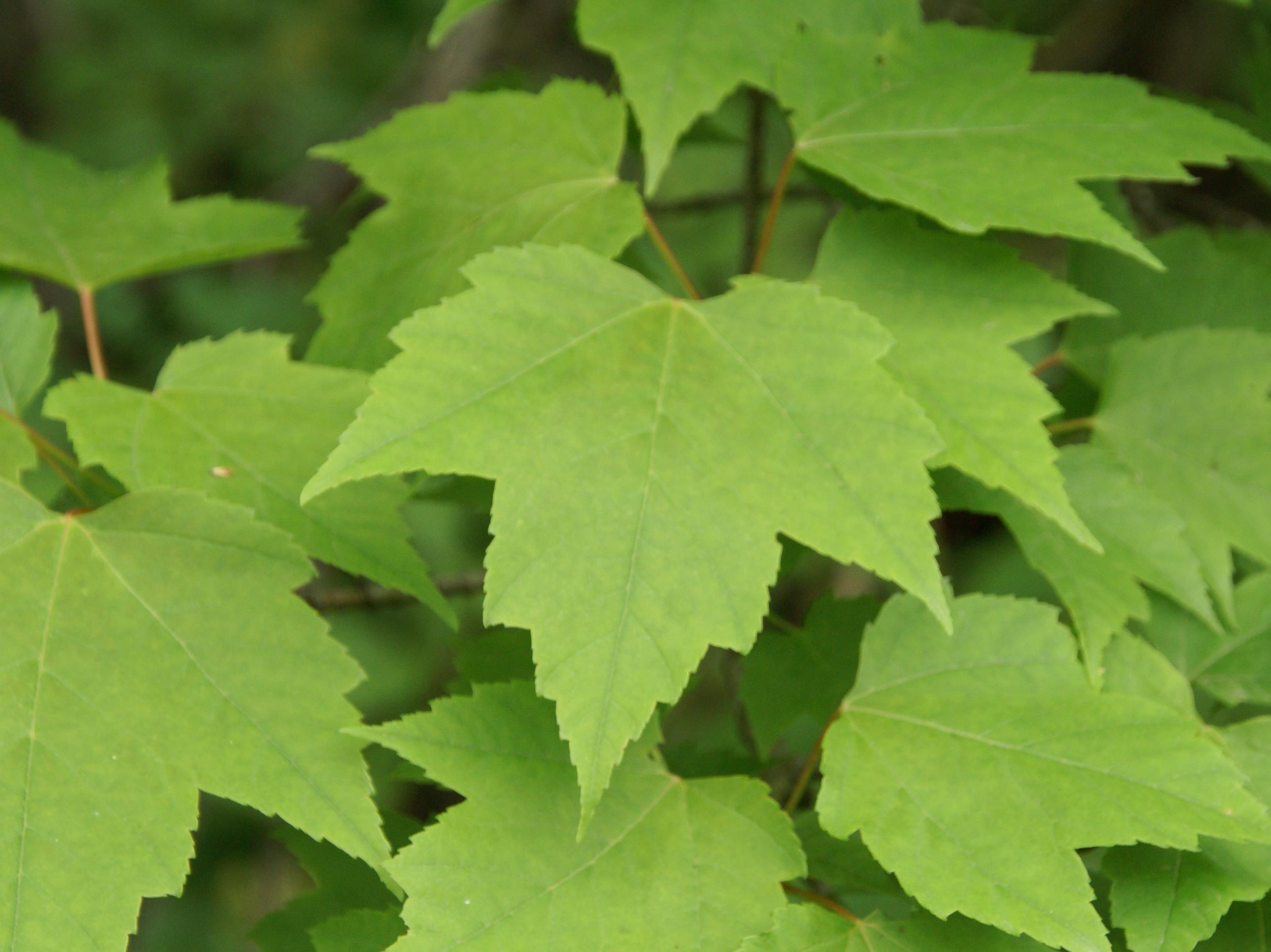 IRIIS phytoprotection - Fiche technique, Érable rouge (syn. Plaine ...