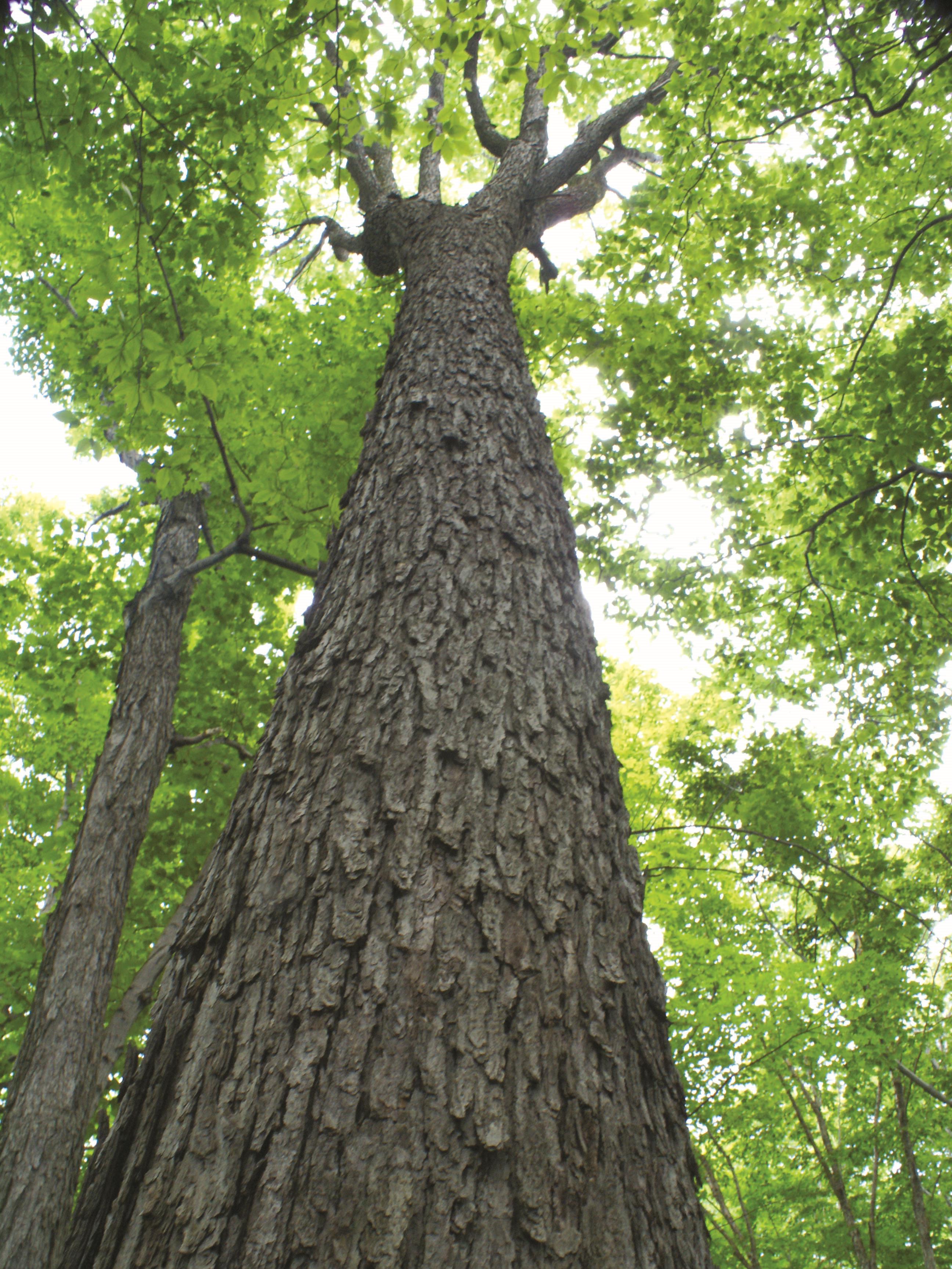 IRIIS phytoprotection - Fiche technique, Érable rouge (syn. Plaine ...