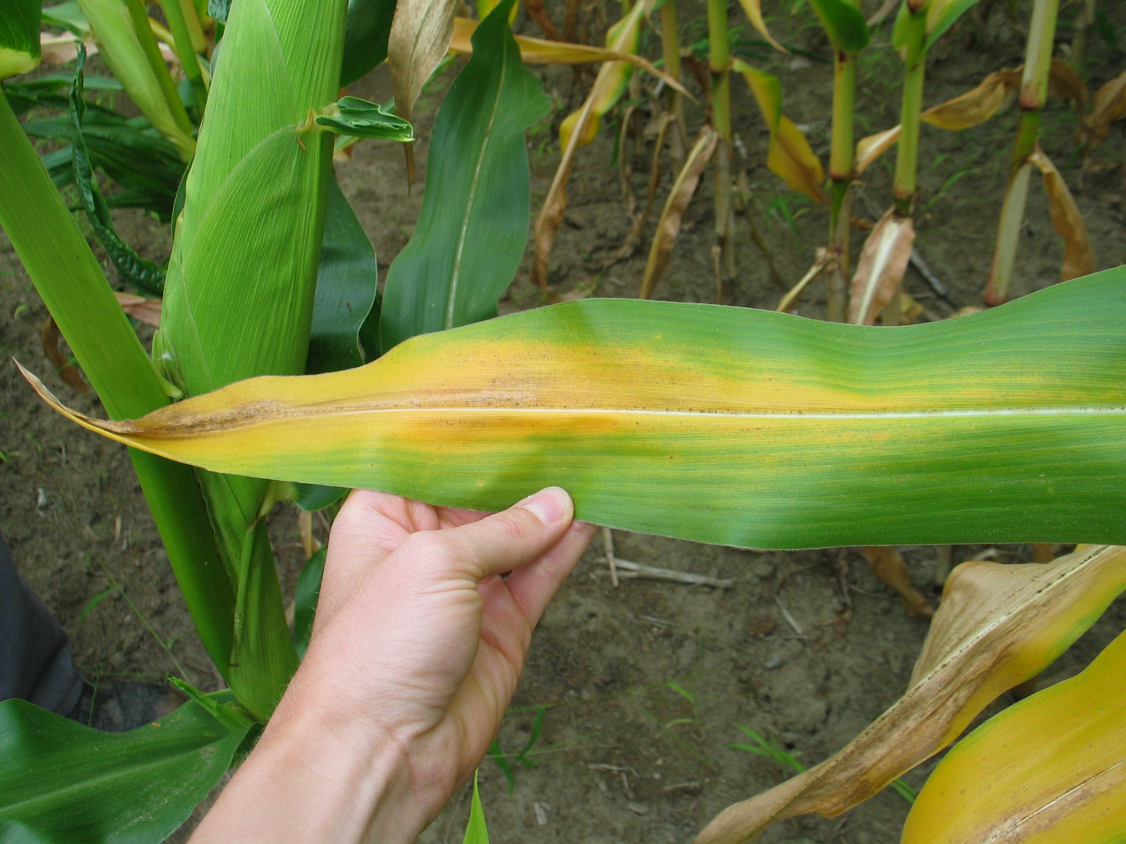 IRIIS phytoprotection - Fiche technique, Carence en azote (N) - Maïs ...