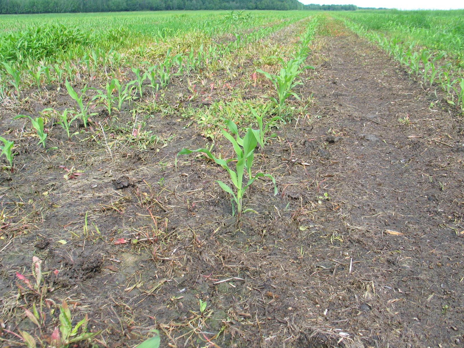 IRIIS phytoprotection - Fiche technique, Semis trop superficiel - Maïs ...