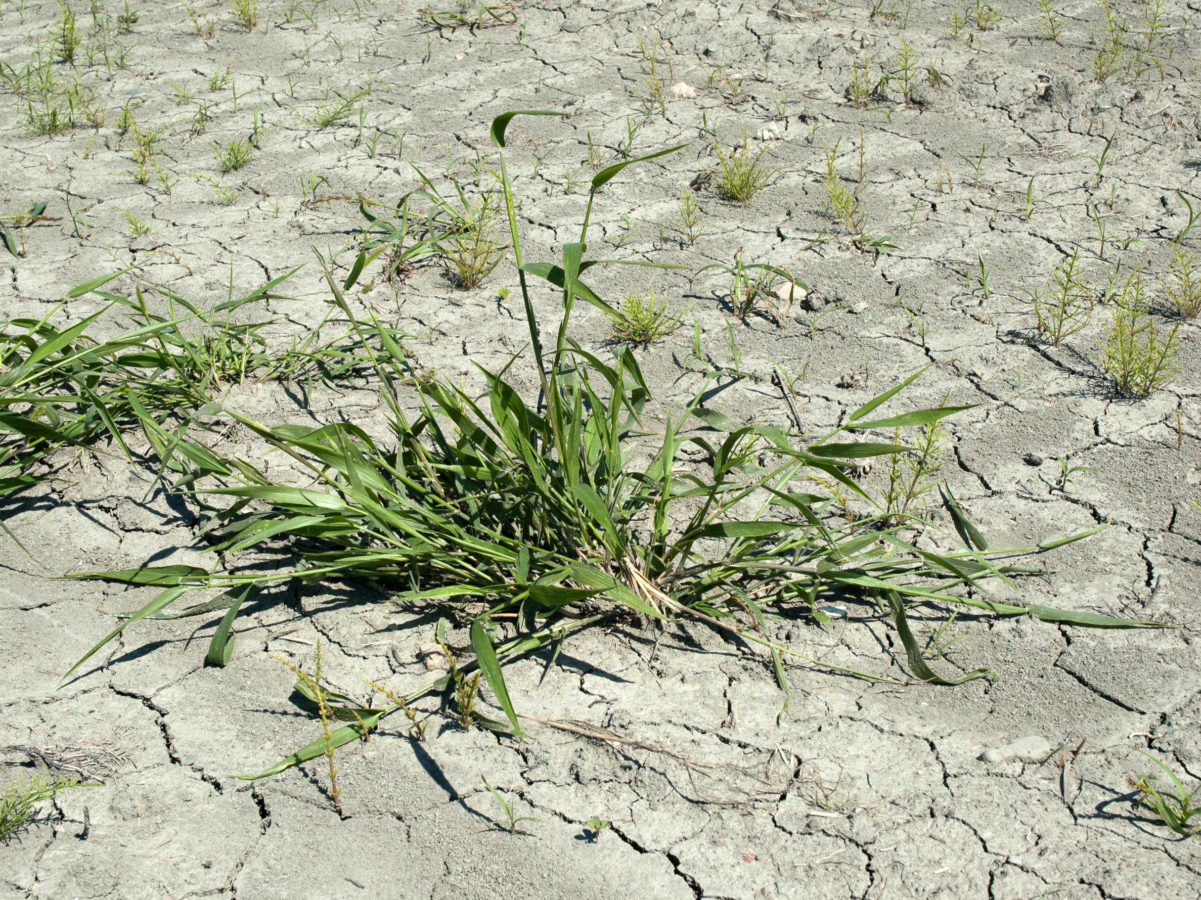 IRIIS phytoprotection - Fiche technique, Ériochloé velue - Woolly ...