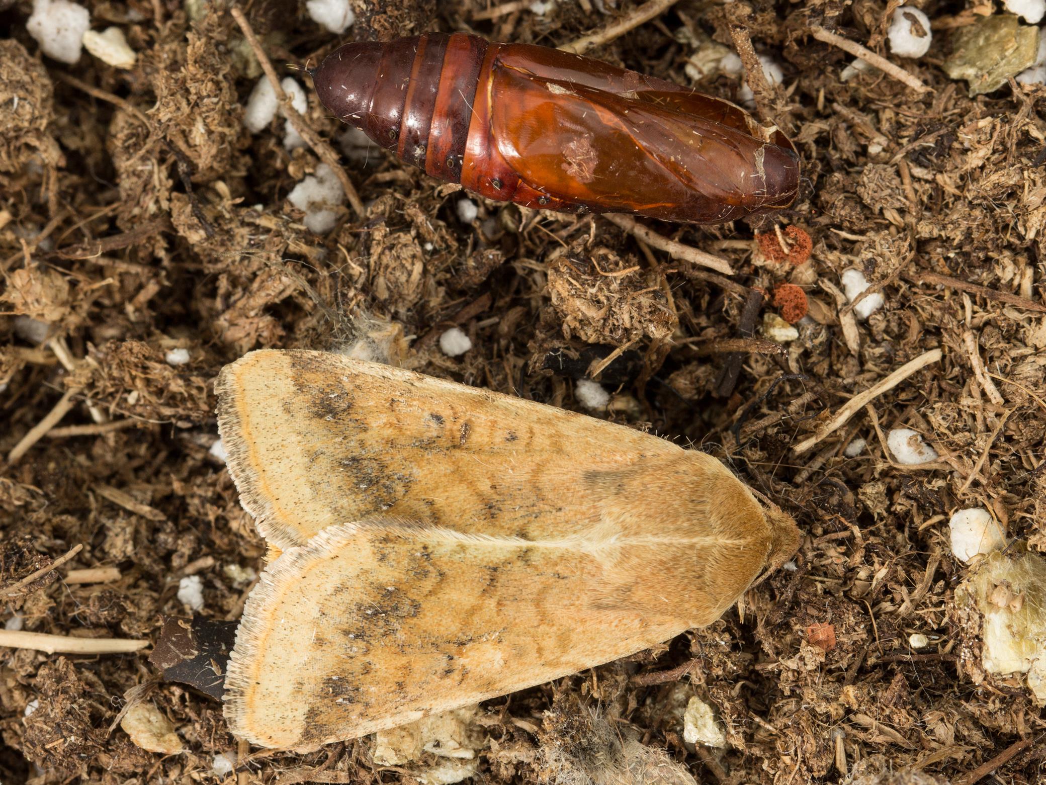 IRIIS phytoprotection - Fiche technique, Ver de l'épi du maïs