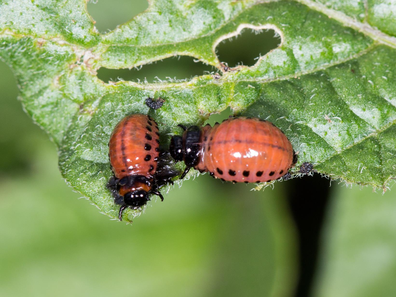 IRIIS phytoprotection - Fiche technique, Doryphore de la pomme de terre