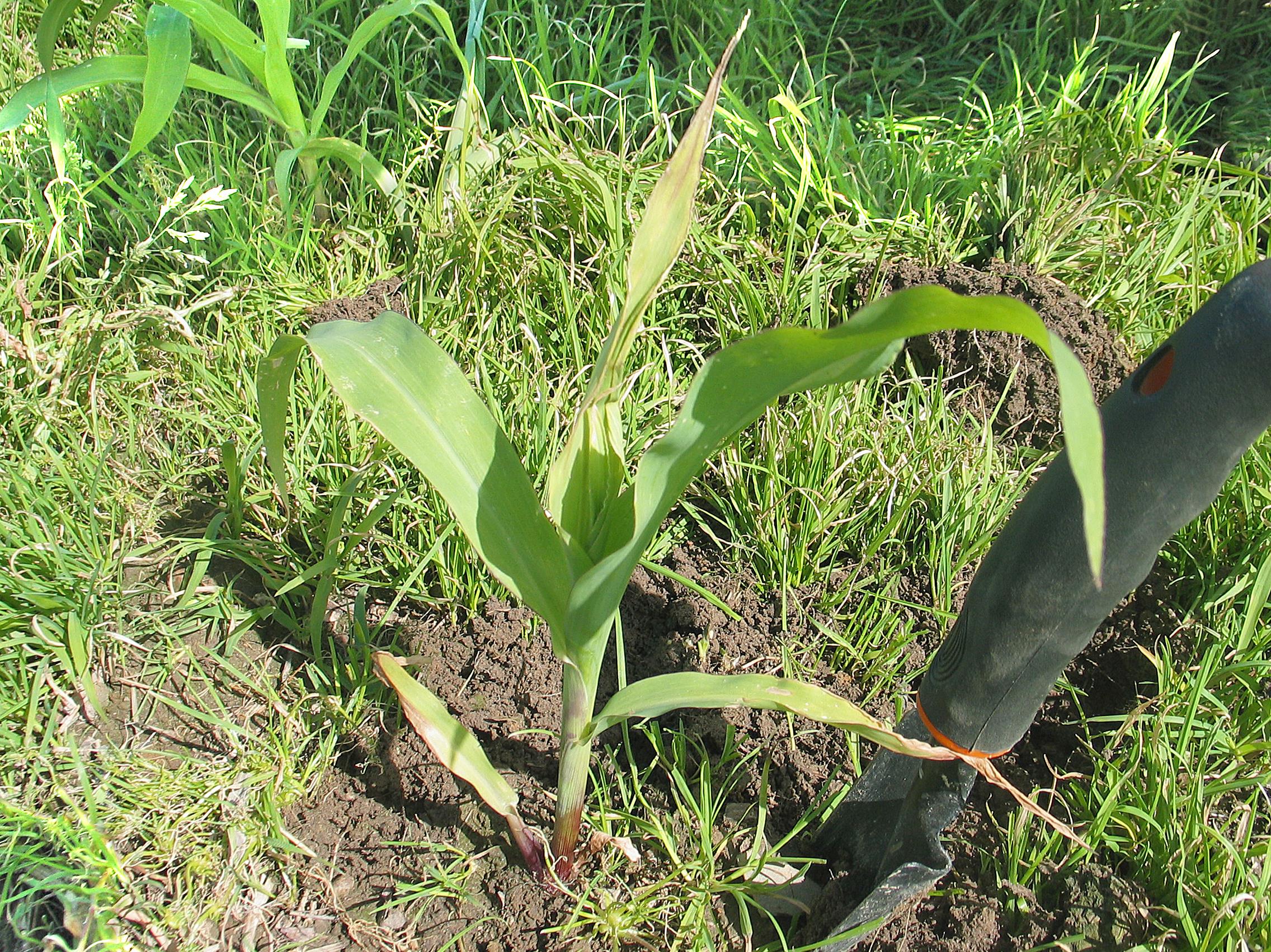 IRIIS phytoprotection - Fiche technique, Phytotoxicité - Herbicide du ...