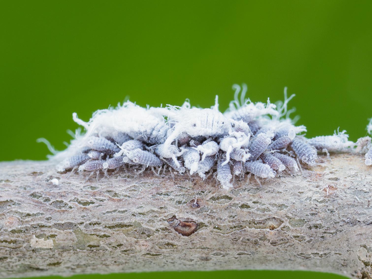 IRIIS phytoprotection - Fiche technique, Puceron lanigère du pommier