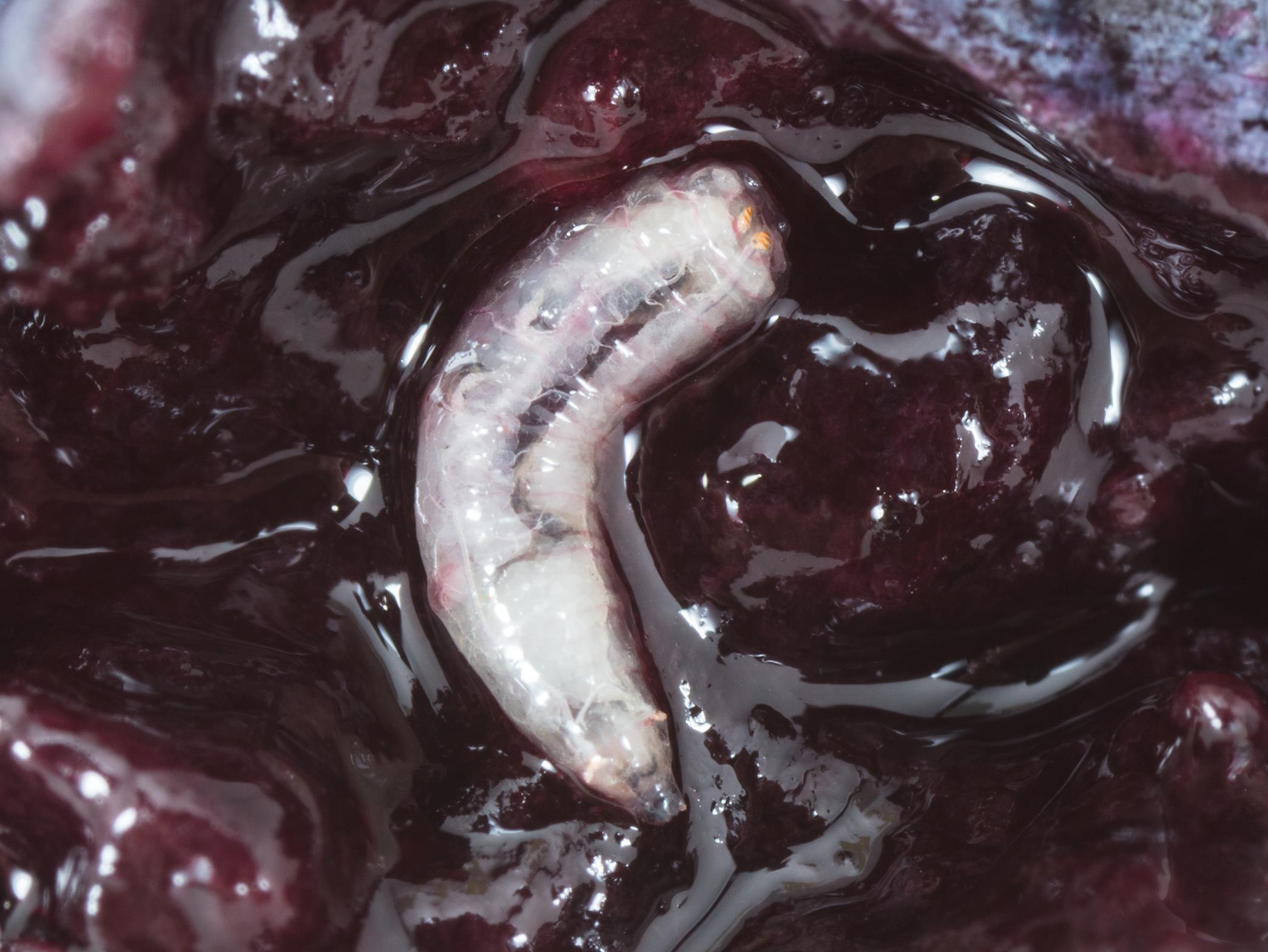 IRIIS phytoprotection - Fiche technique, Mouche du bleuet