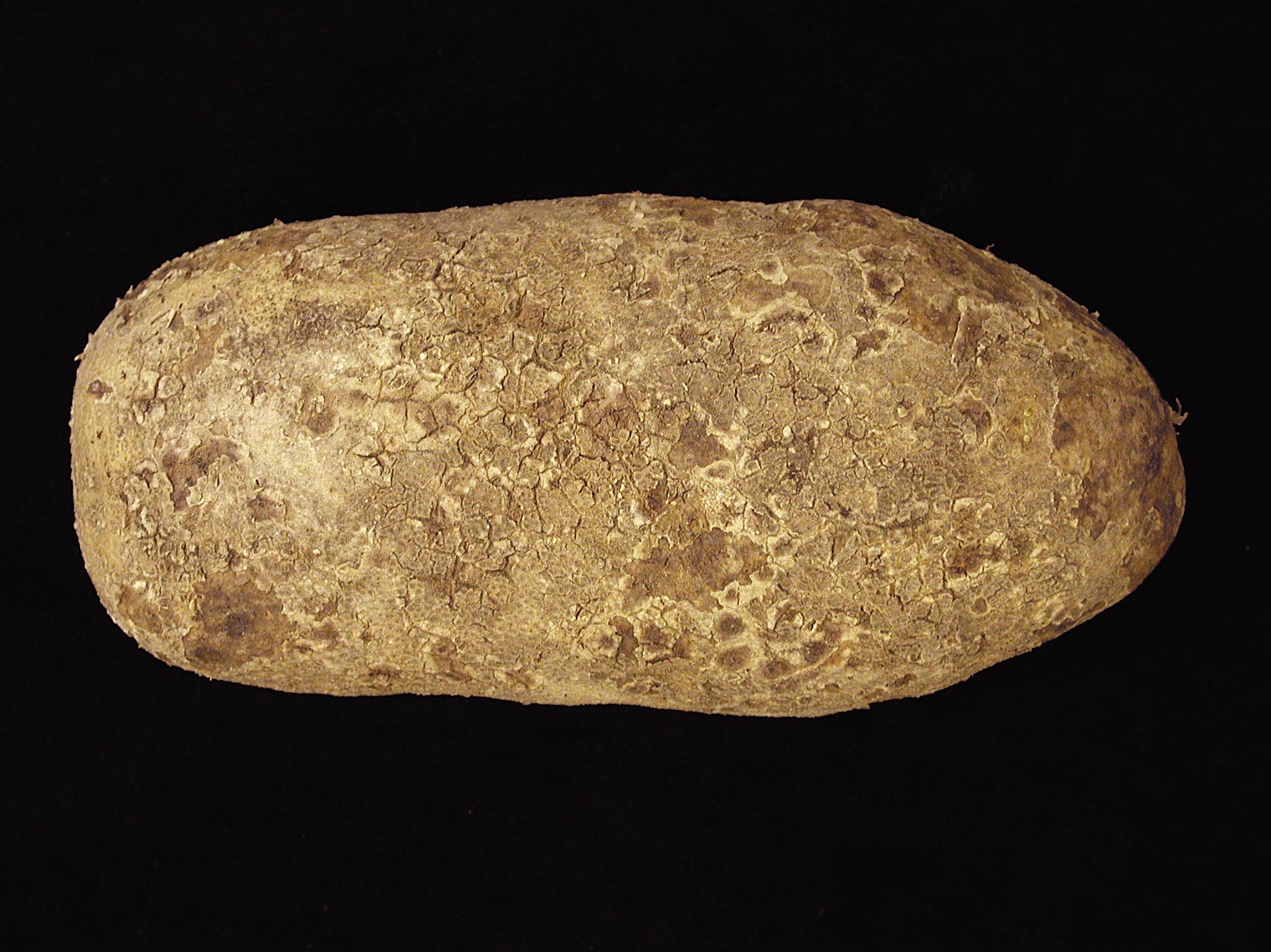 IRIIS phytoprotection - Fiche technique, Maladie Gale commune - Pomme ...