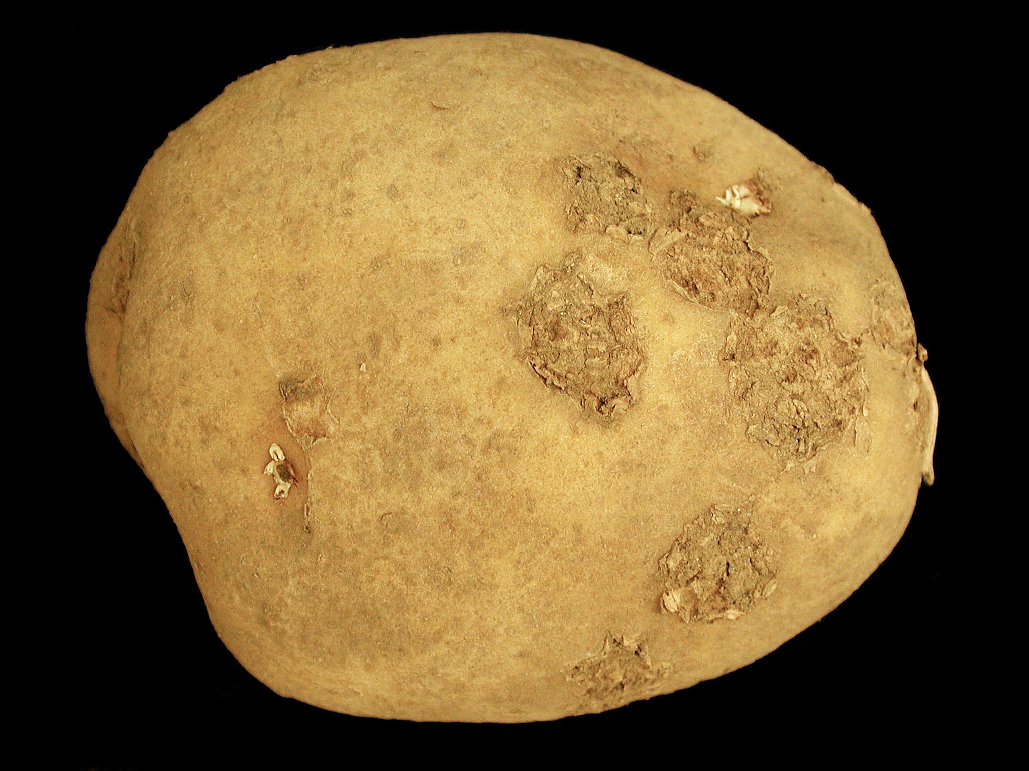 IRIIS phytoprotection - Fiche technique, Maladie Gale commune - Pomme ...