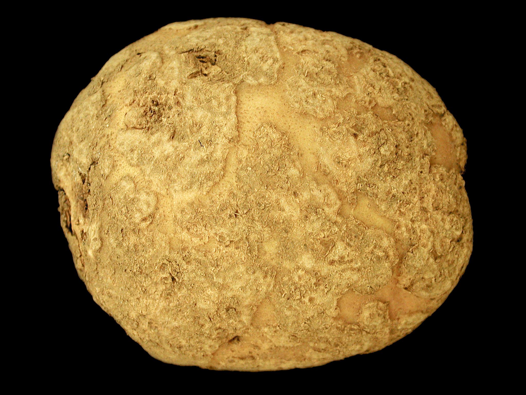 IRIIS phytoprotection - Fiche technique, Maladie Gale commune - Pomme ...