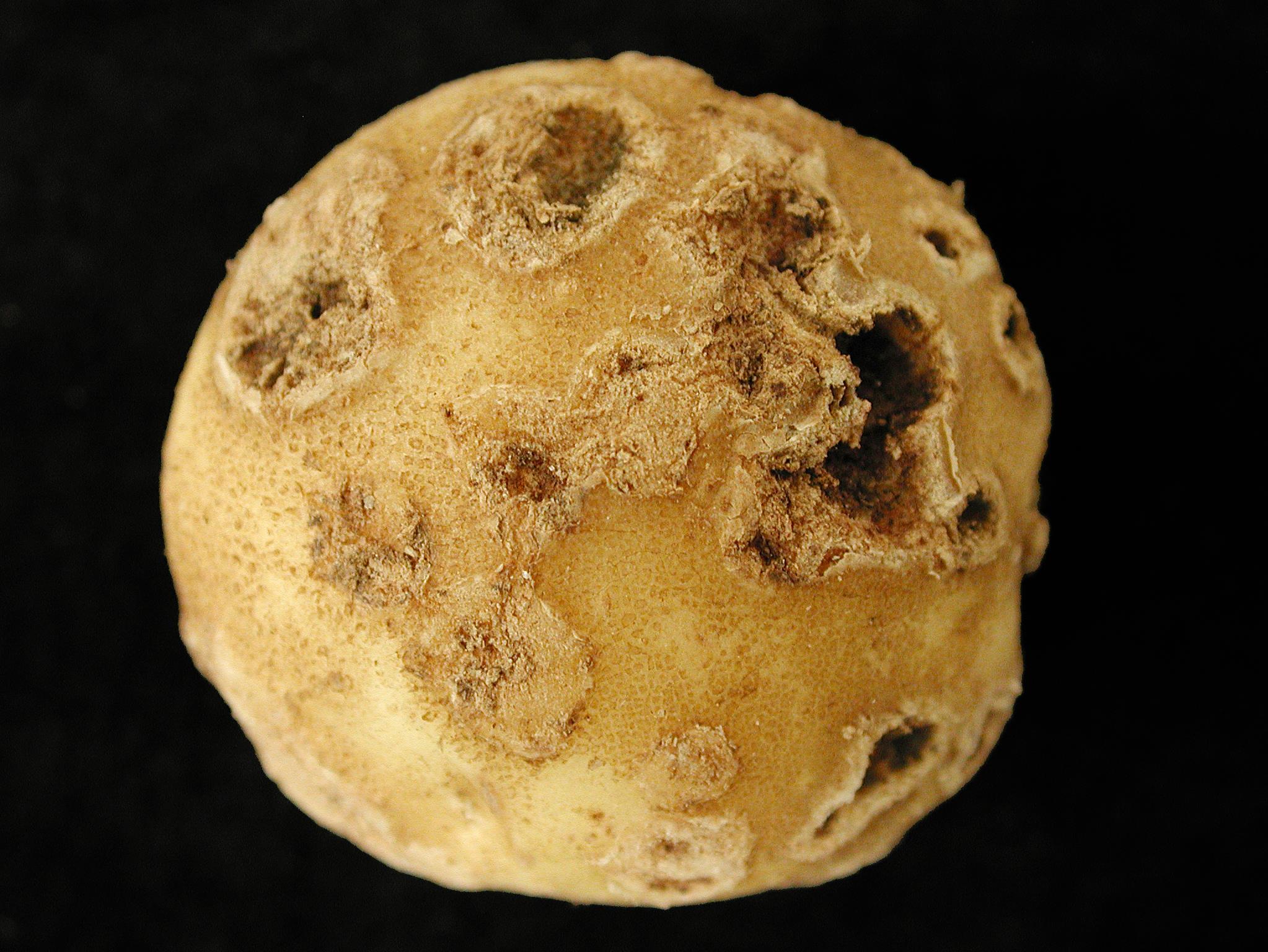 IRIIS phytoprotection - Fiche technique, Maladie Gale commune - Pomme ...