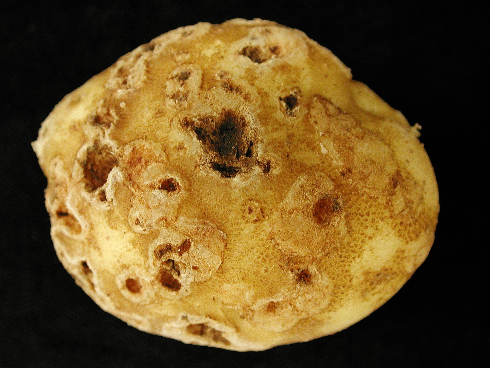 IRIIS phytoprotection - Fiche technique, Maladie Gale commune - Pomme ...