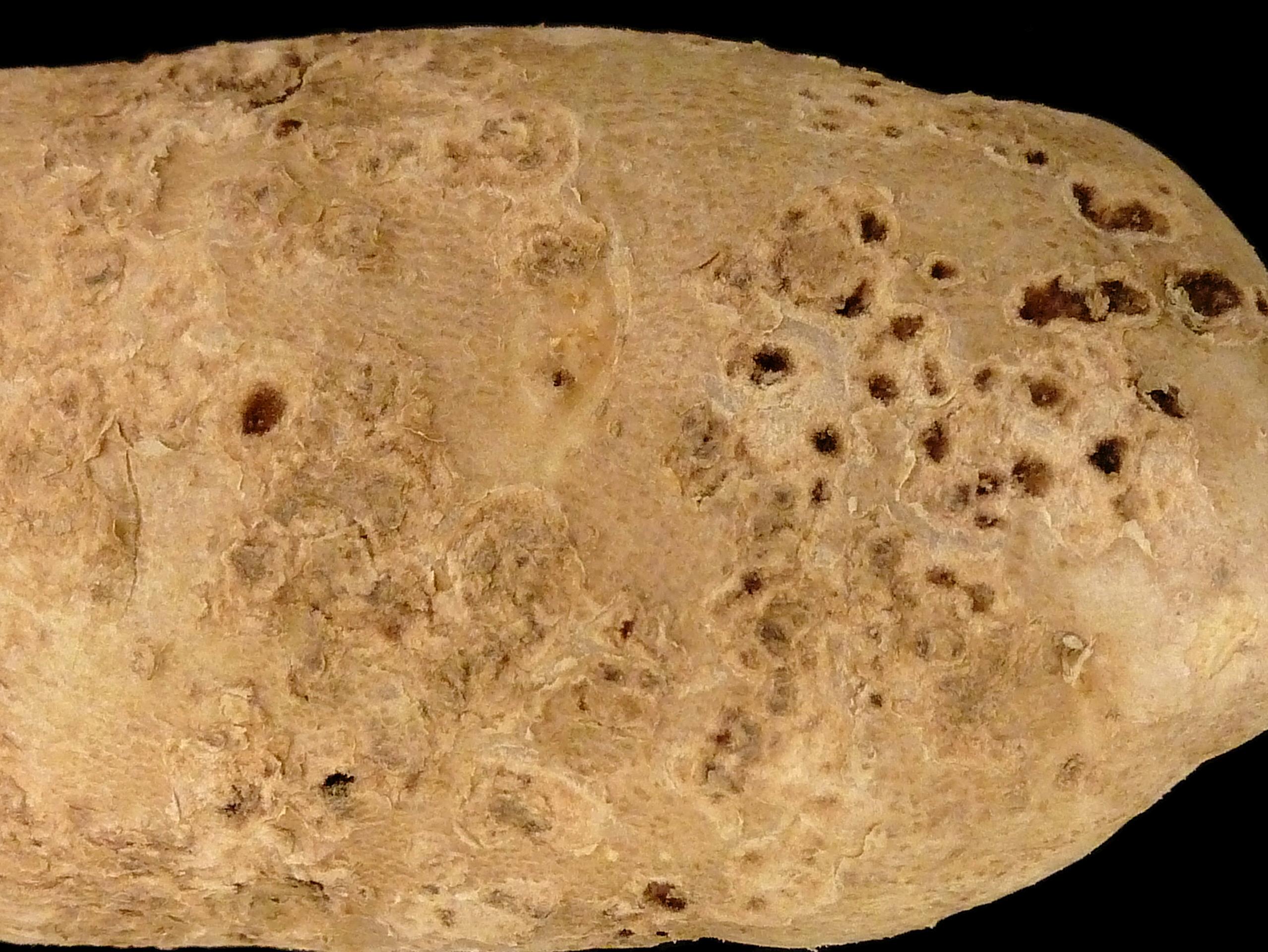 IRIIS phytoprotection - Fiche technique, Maladie Gale commune - Pomme ...