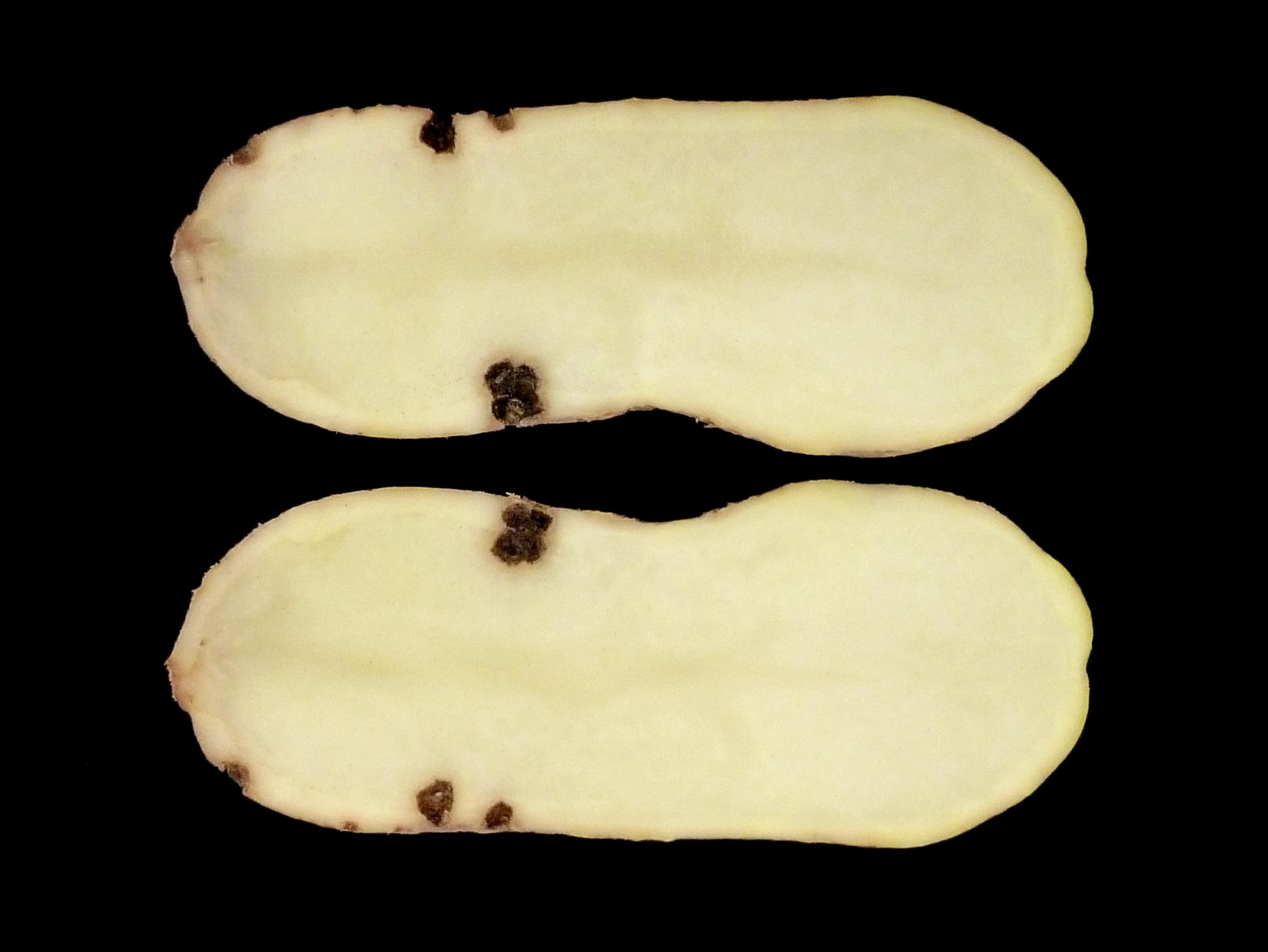 IRIIS phytoprotection - Fiche technique, Maladie Gale commune - Pomme ...