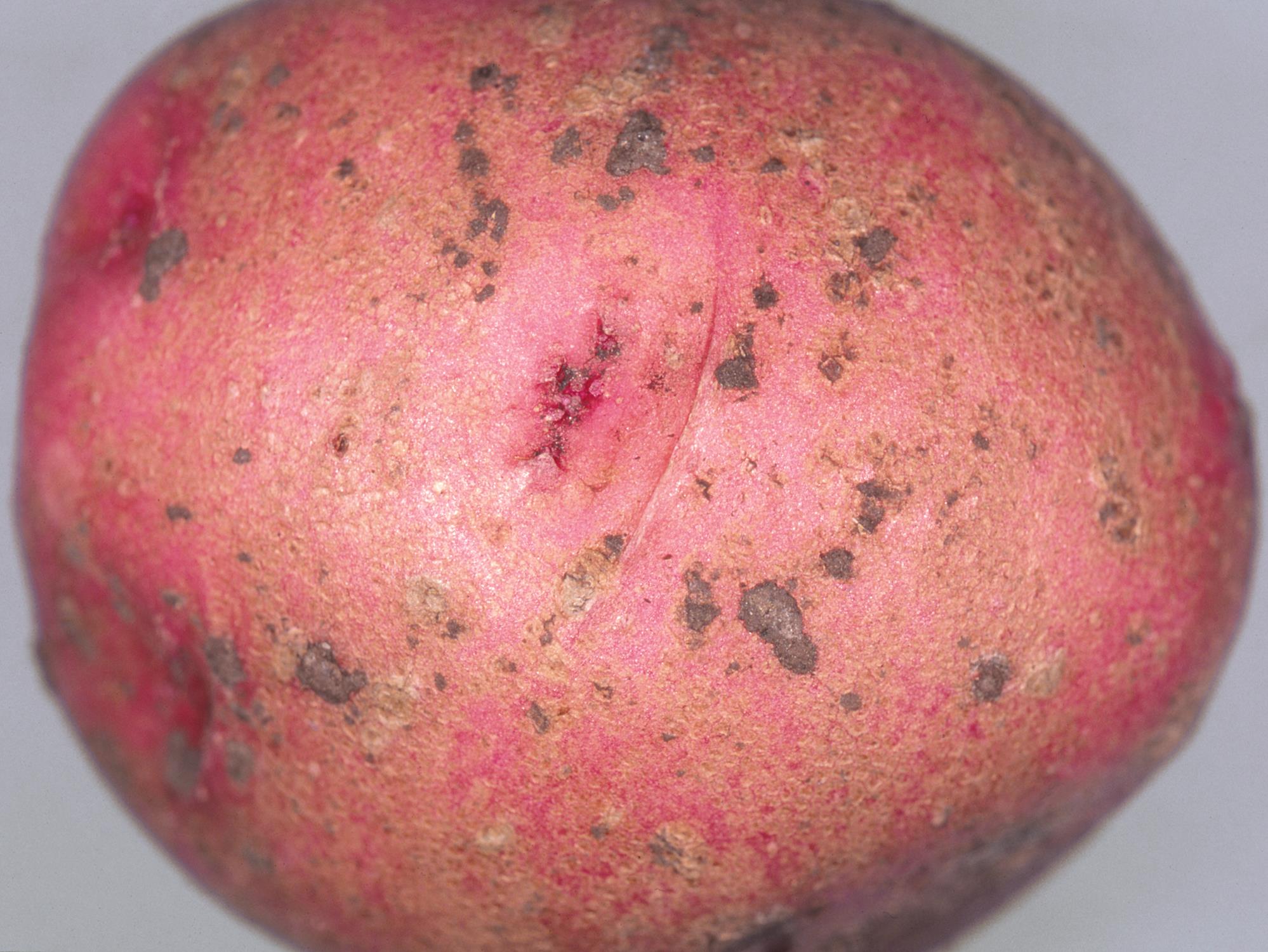 IRIIS phytoprotection - Fiche technique, Maladie Gale commune - Pomme ...